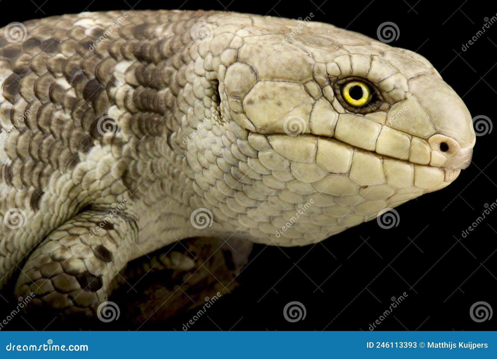 Solomon Islands Skink Corucia Zebrata Stock Image - Image of papua ...