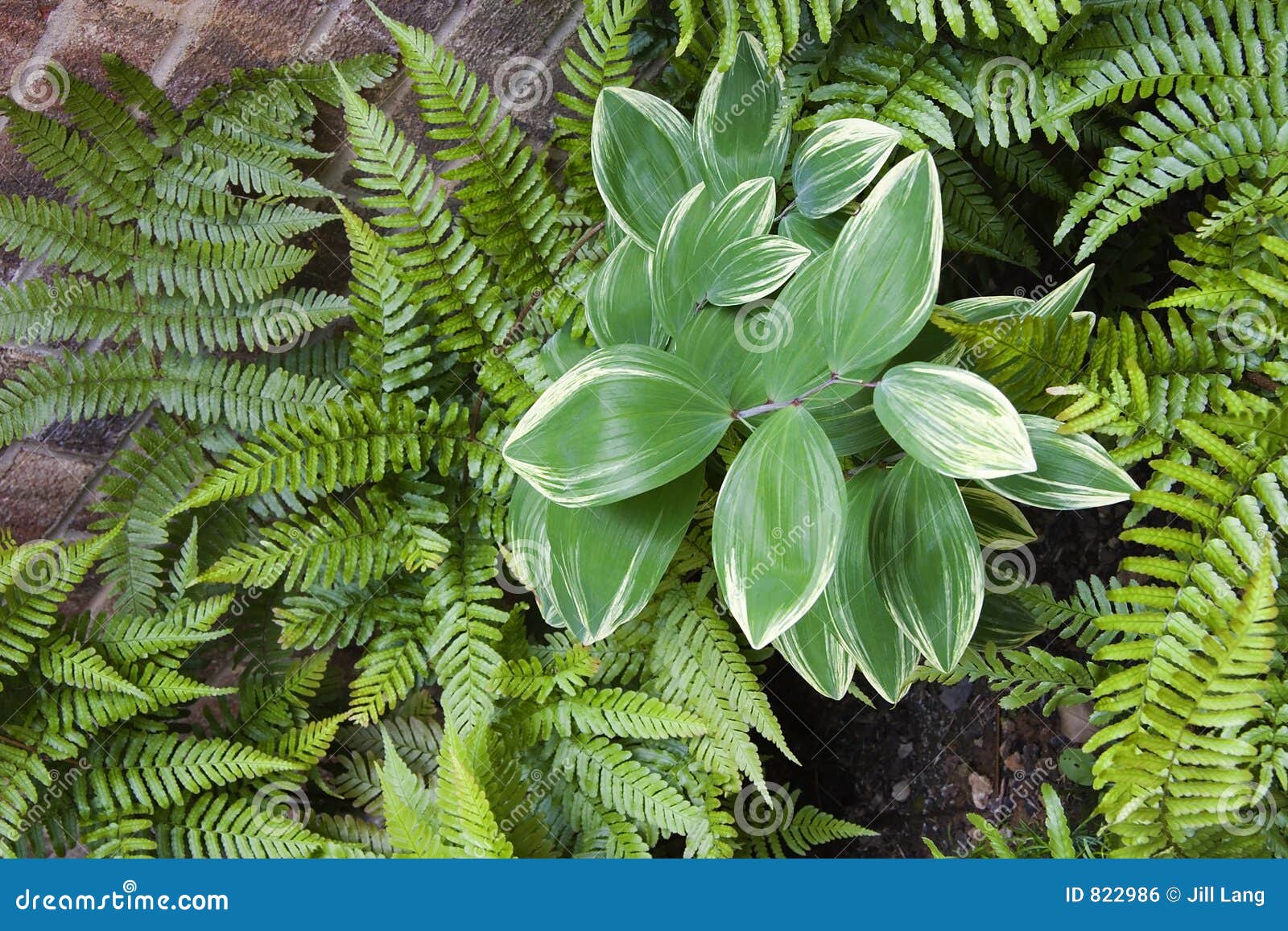 Solomon S Seal Amidst the Ferns Stock Photo - Image of bell, blooms: 822986