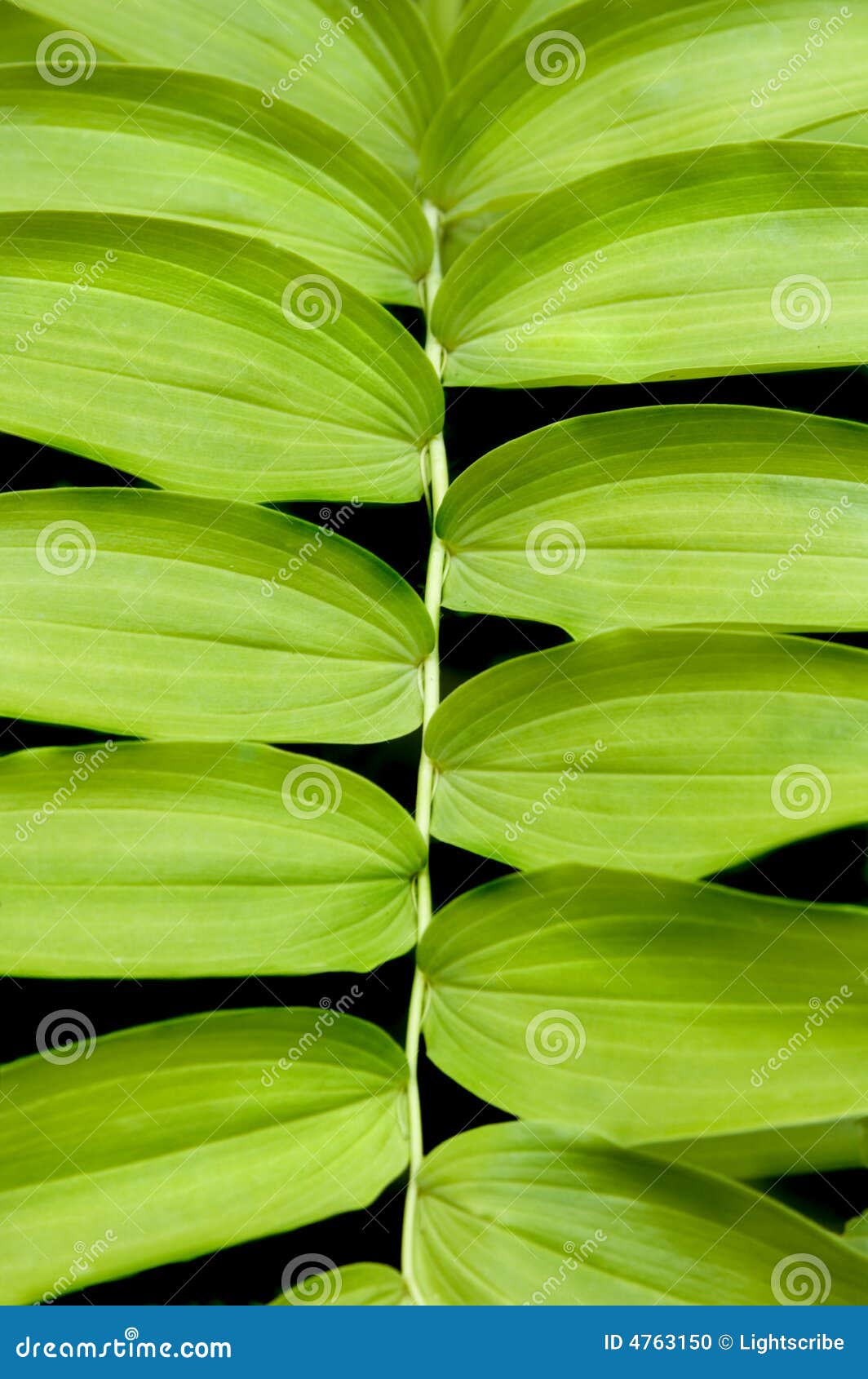 619 Texture Solomon Stock Photos - Free & Royalty-Free Stock Photos ...