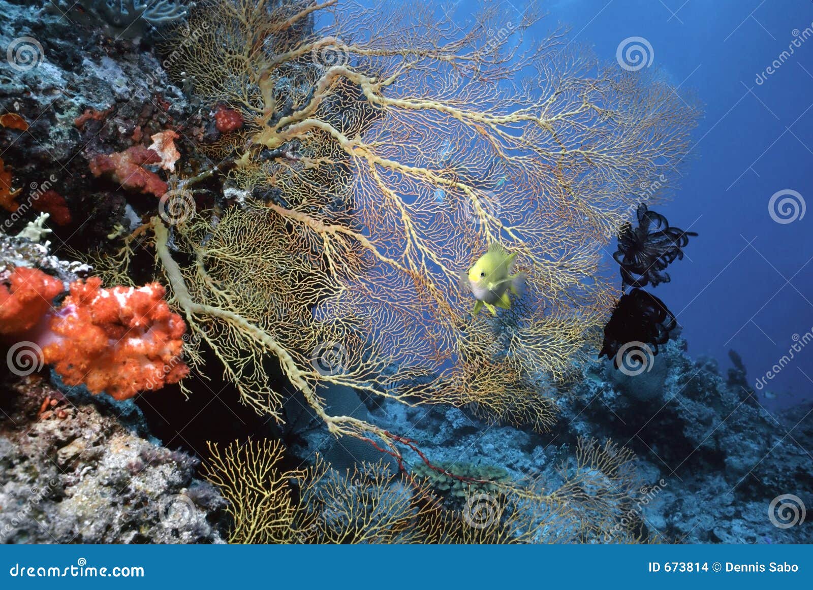 Solomon Sea Fan stock photo. Image of swim, turquoise, travel - 673814