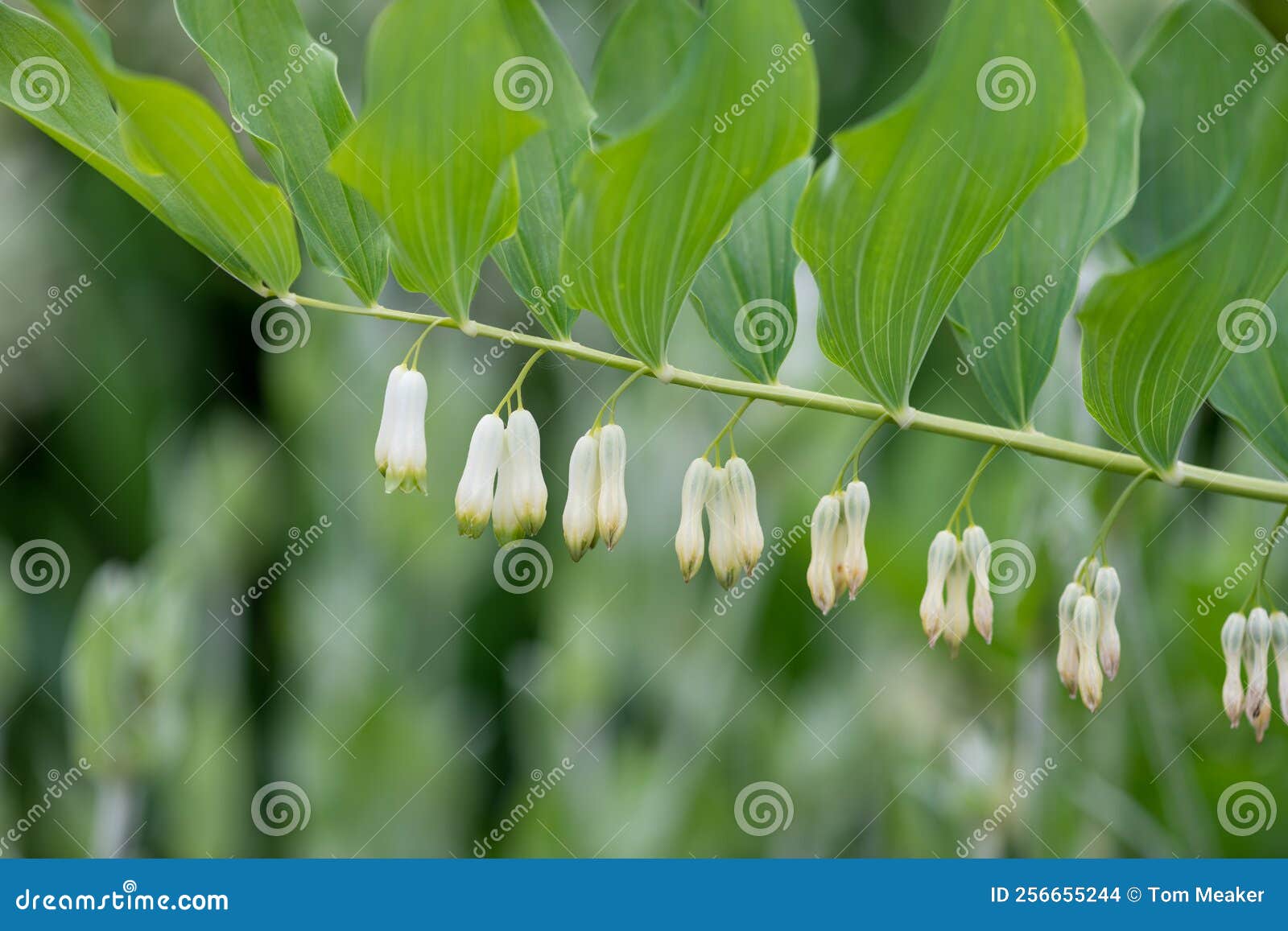 Solomons Seal Polygonatum Flowers Stock Photo - Image of growth ...