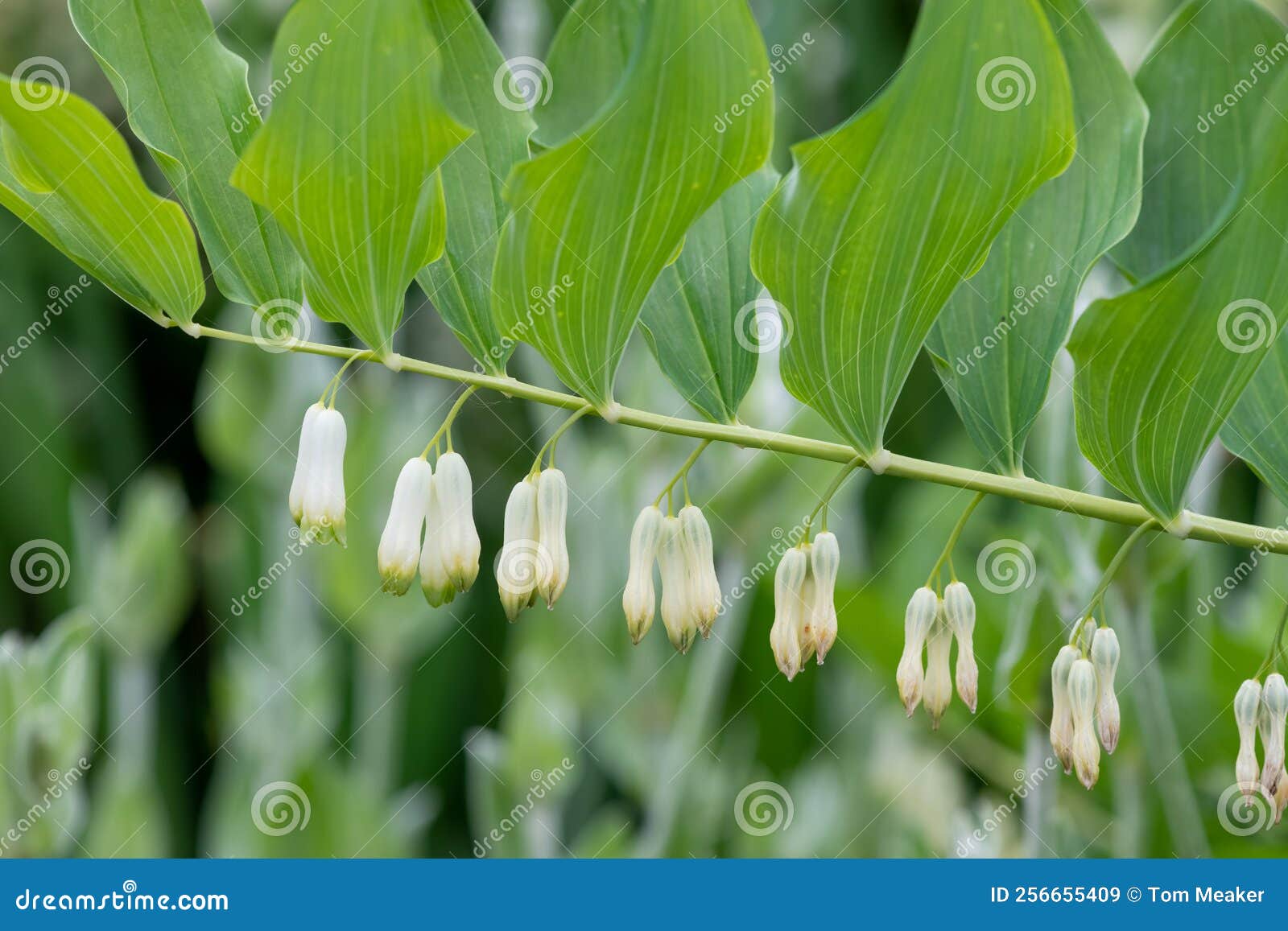 Solomons Seal Polygonatum Flowers Stock Image - Image of horizontal ...