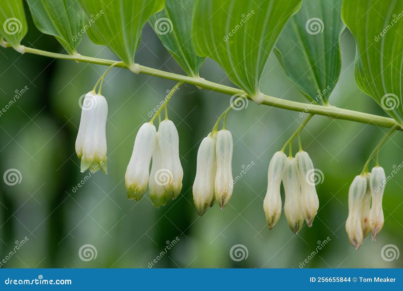 Solomons Seal Polygonatum Flowers Stock Photo - Image of blooming ...