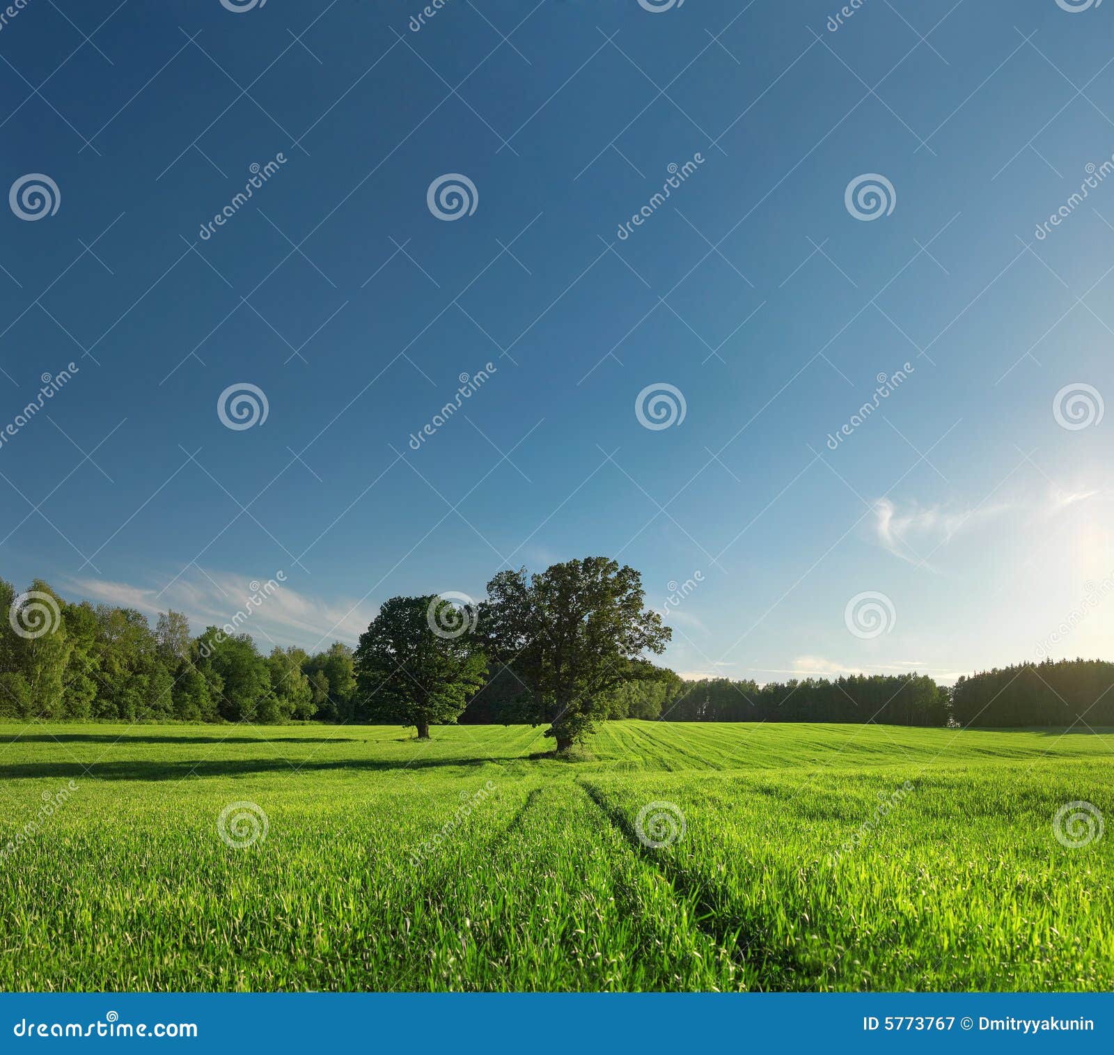 Solos árbol, Pradera Y Bosque Imagen de archivo - Imagen de fondos ...
