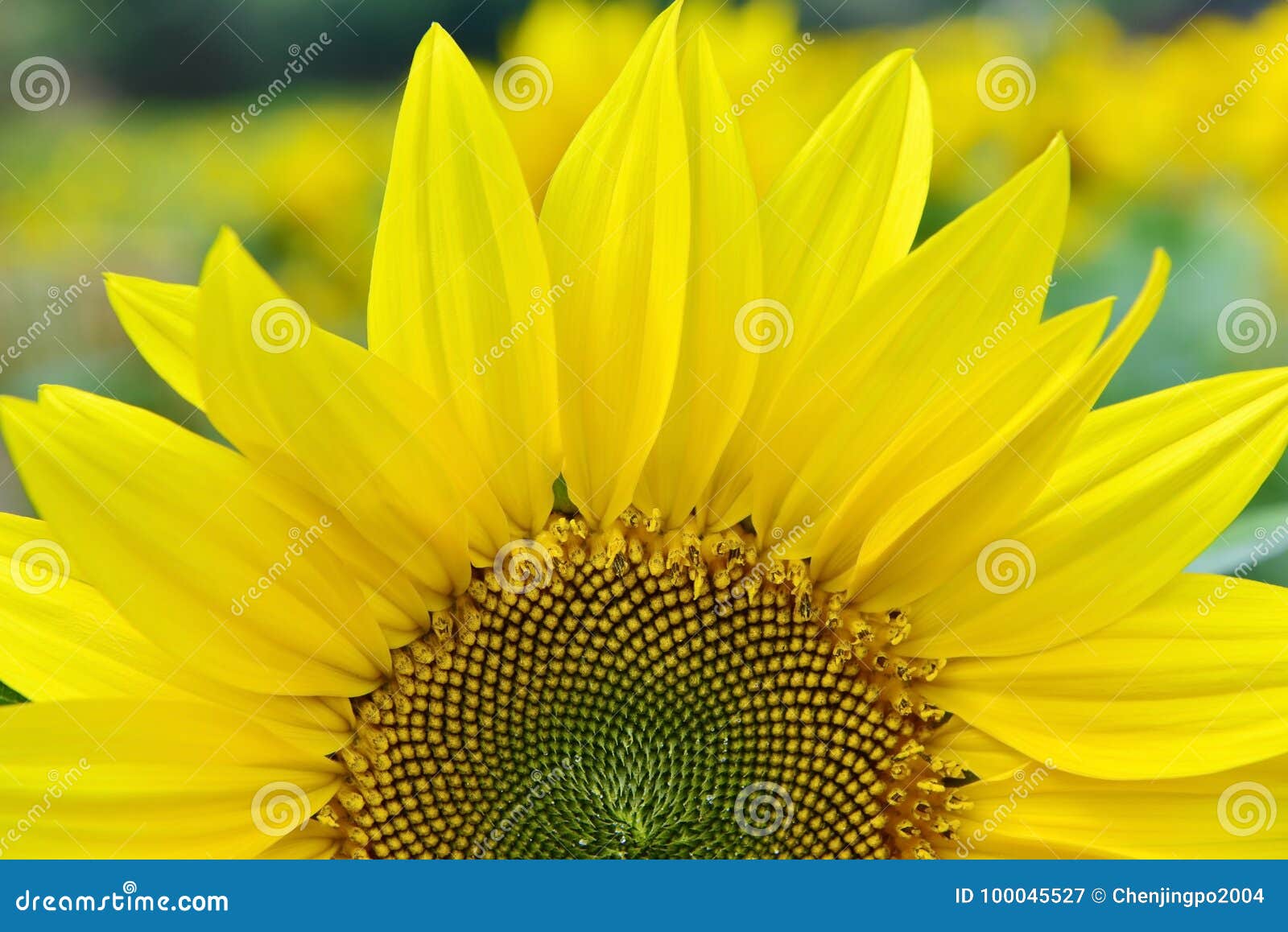 Solros fotografering för bildbyråer. Bild av växt, utsäde - 100045527