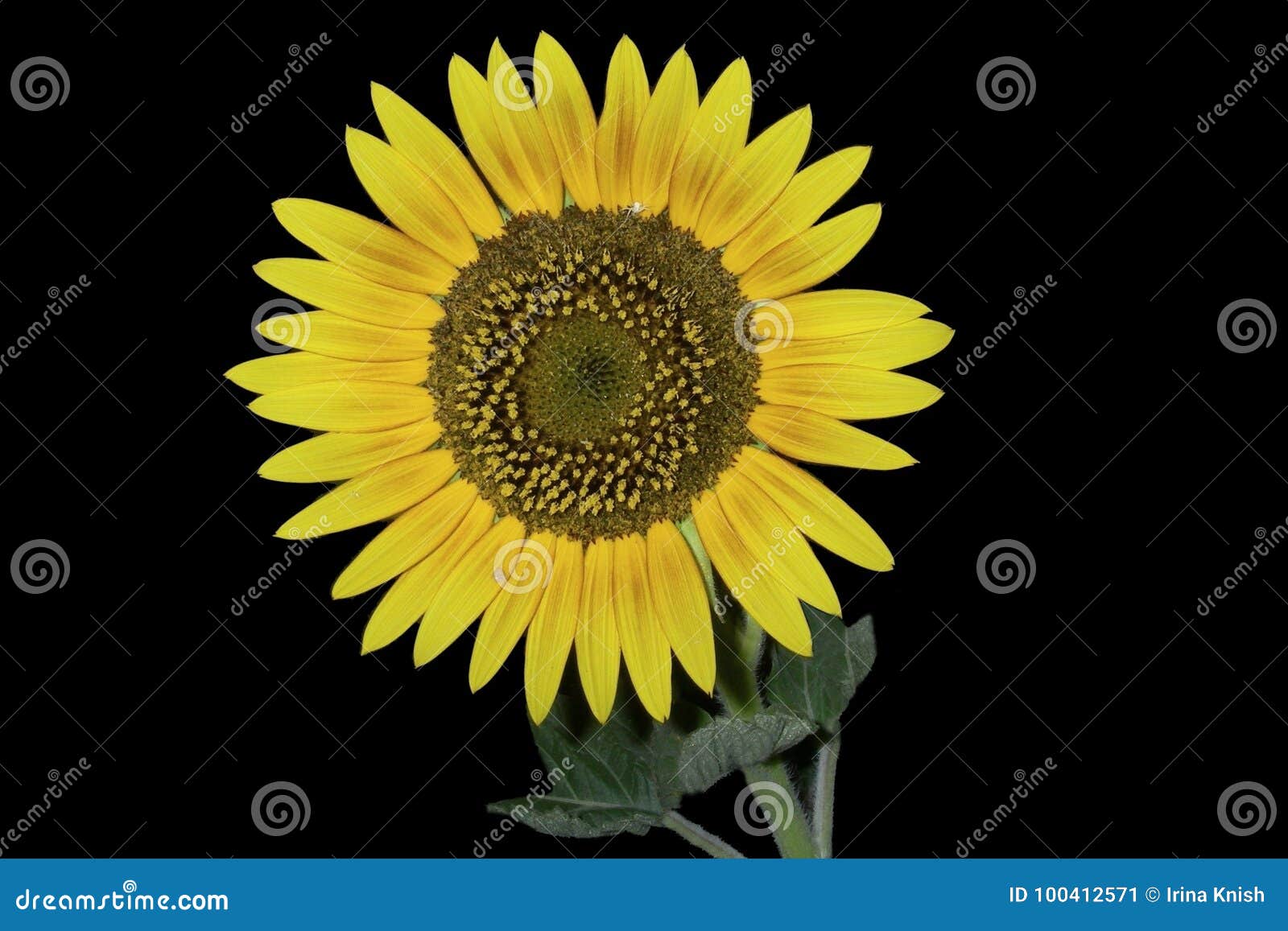 Solros fotografering för bildbyråer. Bild av löv, jordbruk - 100412571