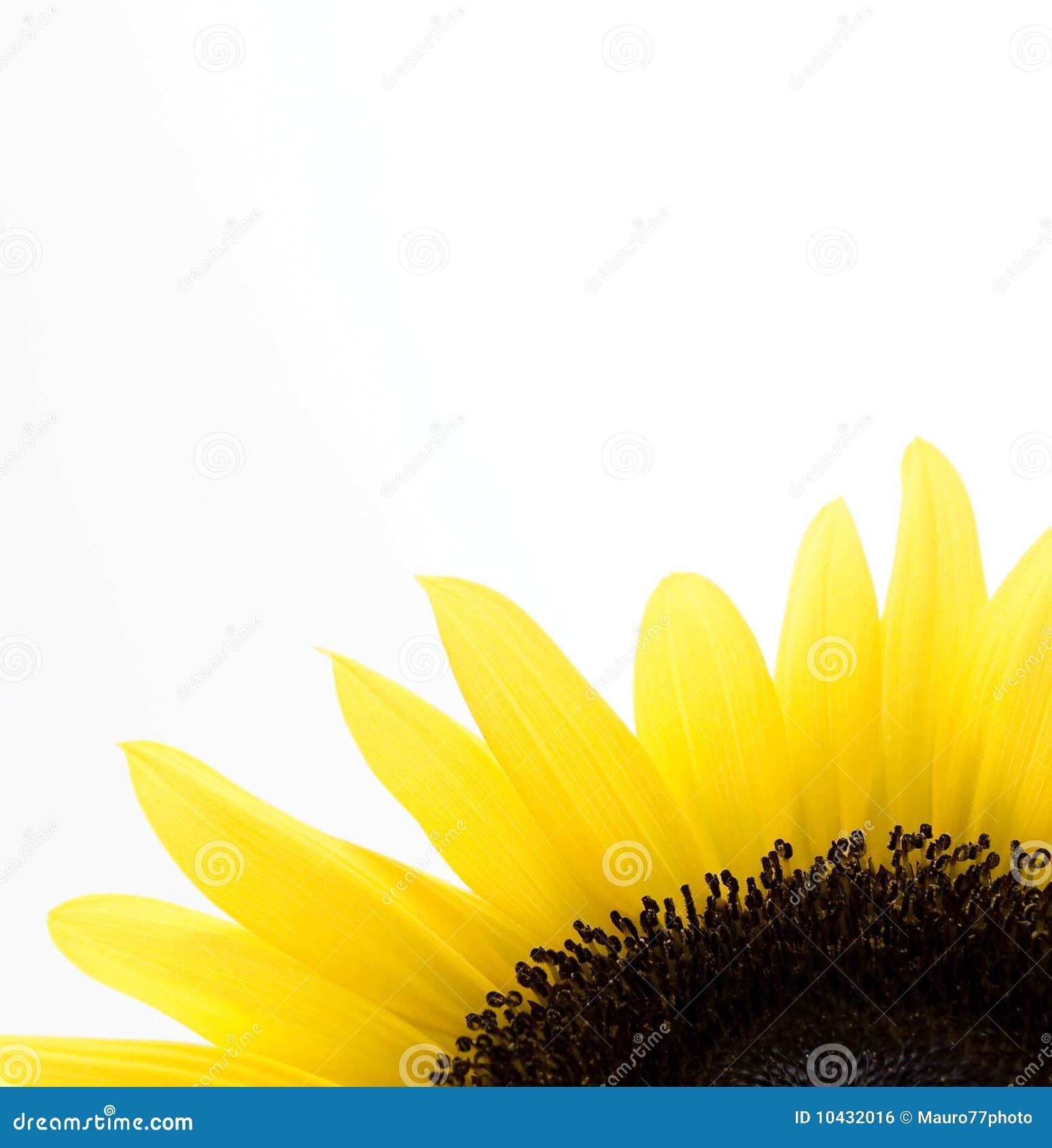 Solros arkivfoto. Bild av livstid, naturligt, studio - 10432016