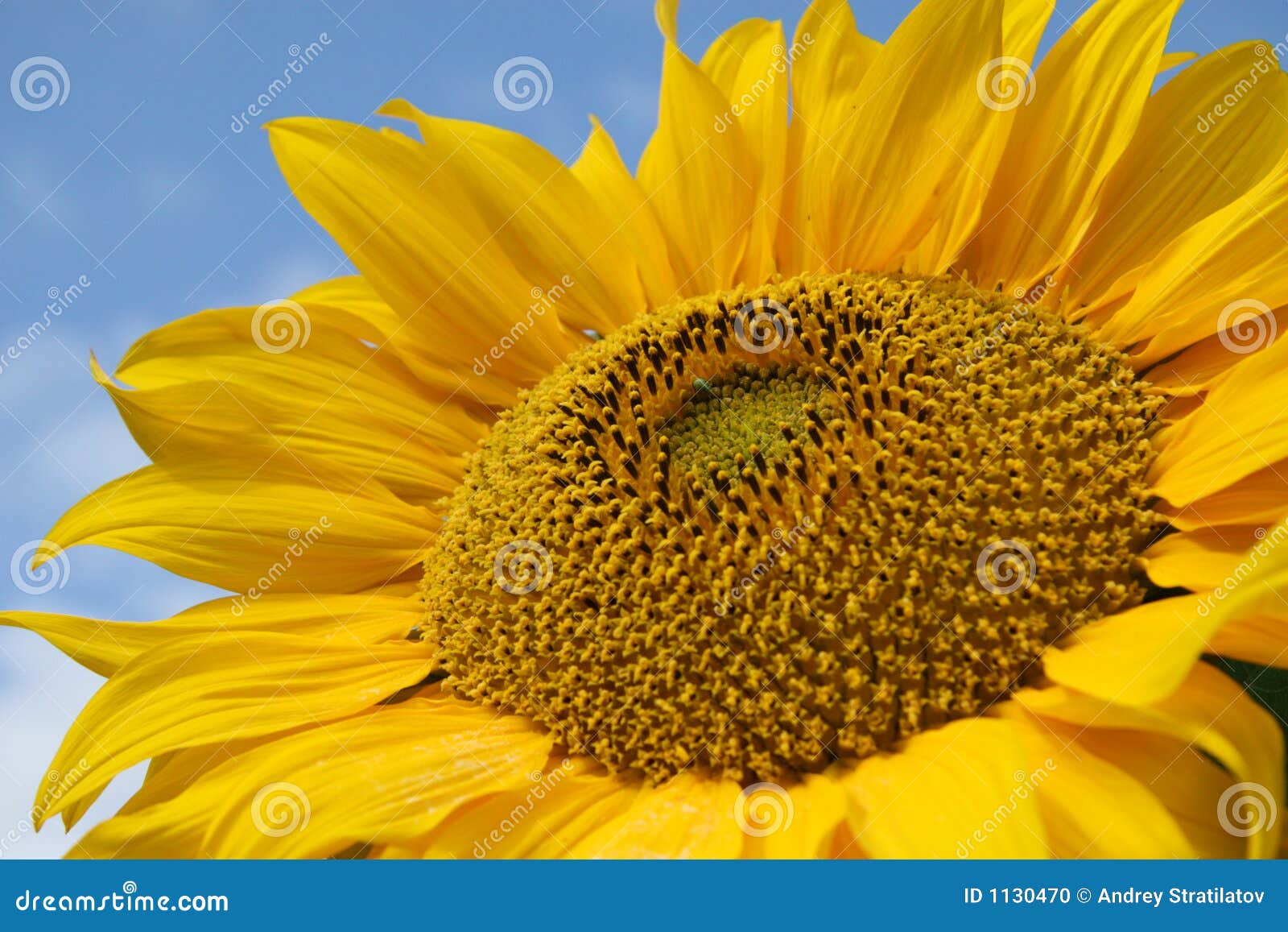 Solros arkivfoto. Bild av blodsugare, blomning, utsäde - 1130470