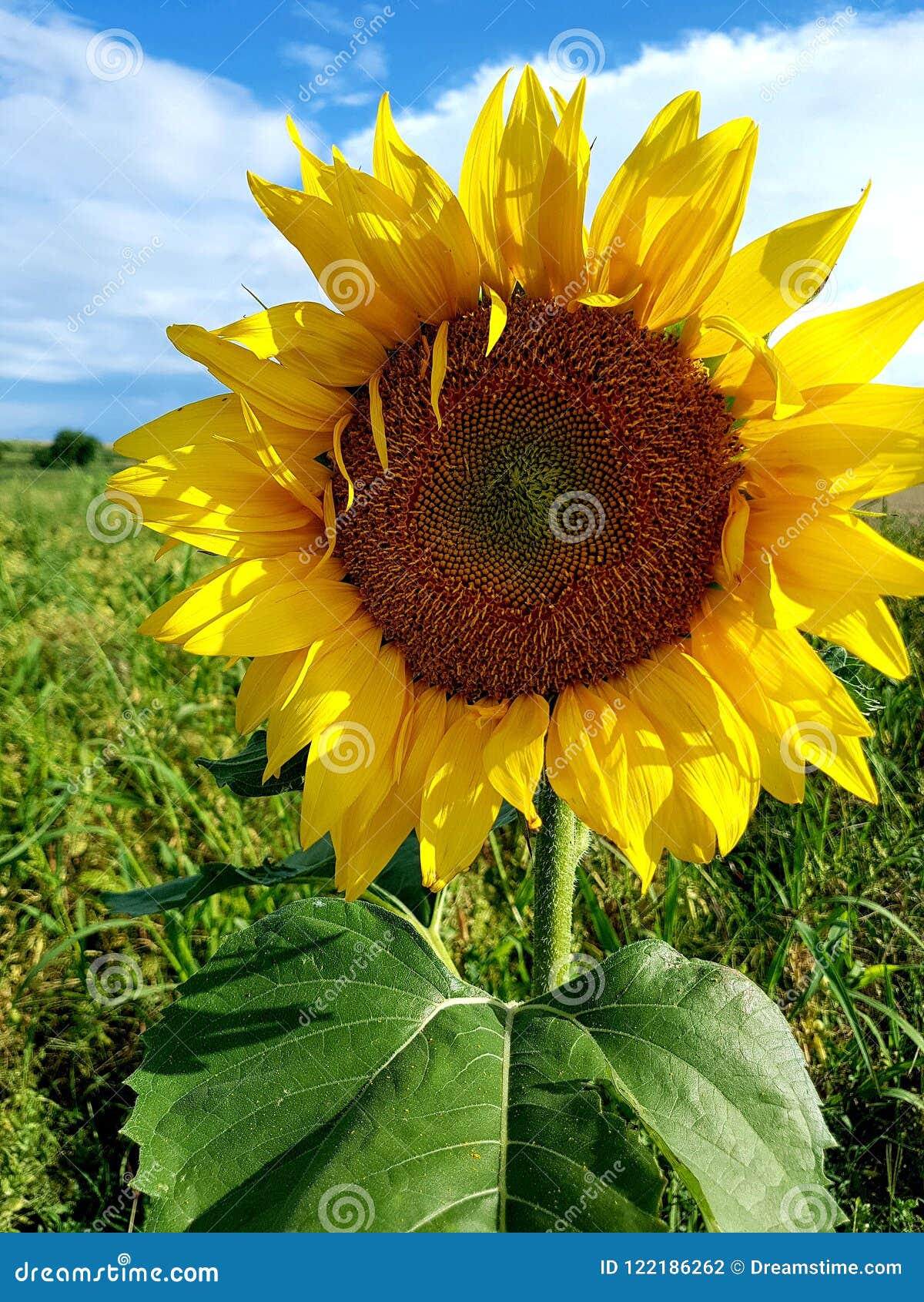 Solros stock illustrationer. Illustration av sommar - 122186262