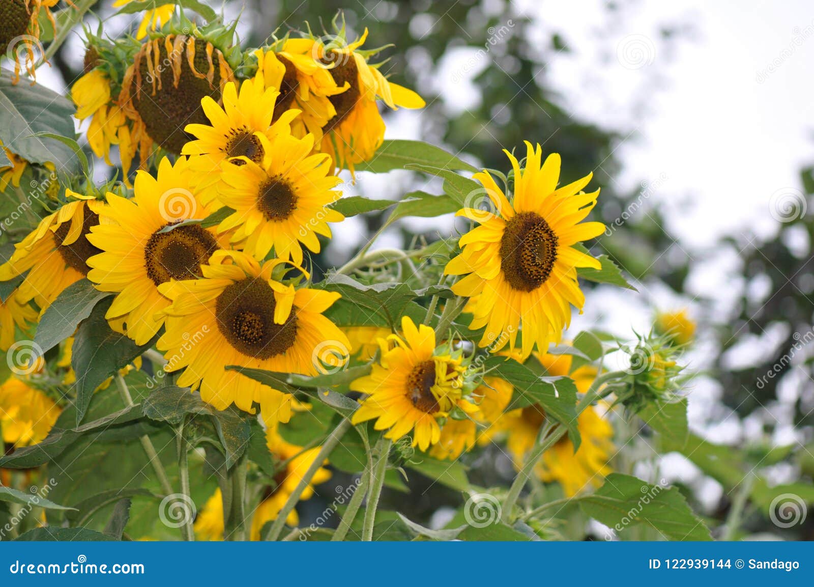 Solros arkivfoto. Bild av sommar, färg, floror, detaljer - 122939144
