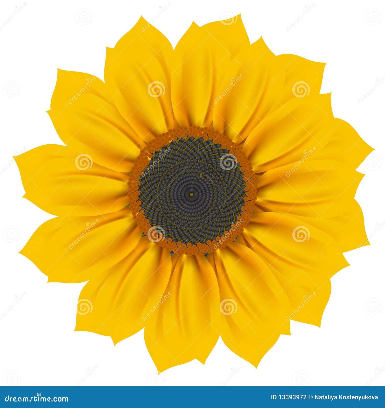 Solros vektor illustrationer. Illustration av isolerat - 13393972