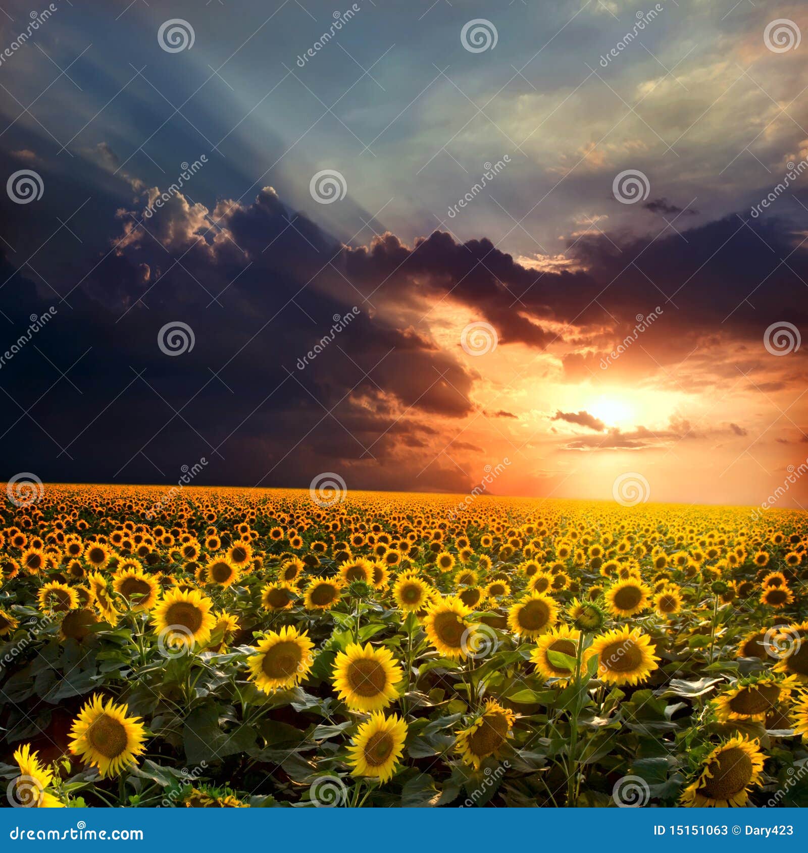 Solros fotografering för bildbyråer. Bild av liggande - 15151063