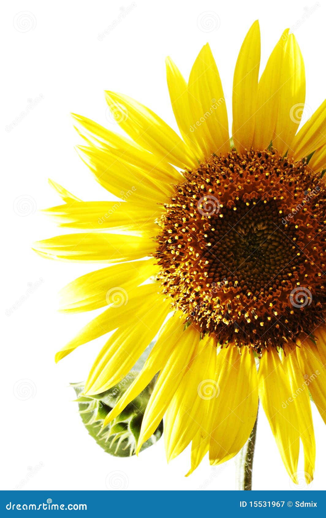 Solros fotografering för bildbyråer. Bild av orange, växt - 15531967