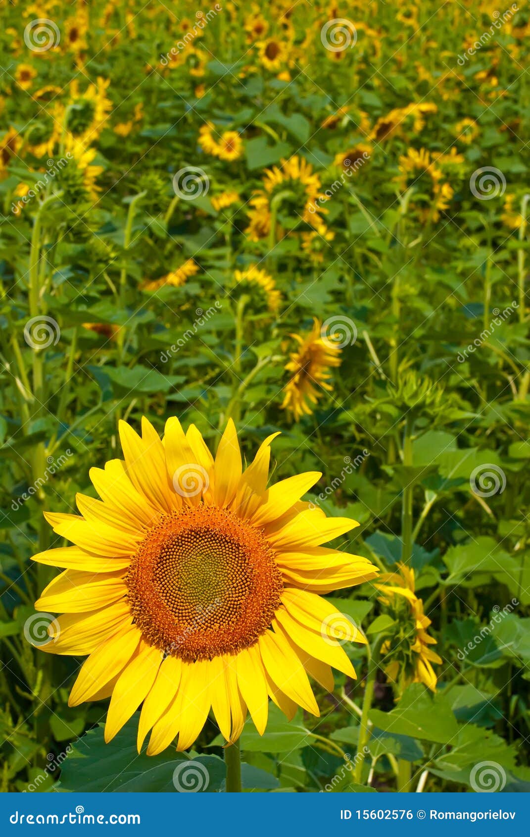 Solros arkivfoto. Bild av löv, solros, äng, tillväxt - 15602576