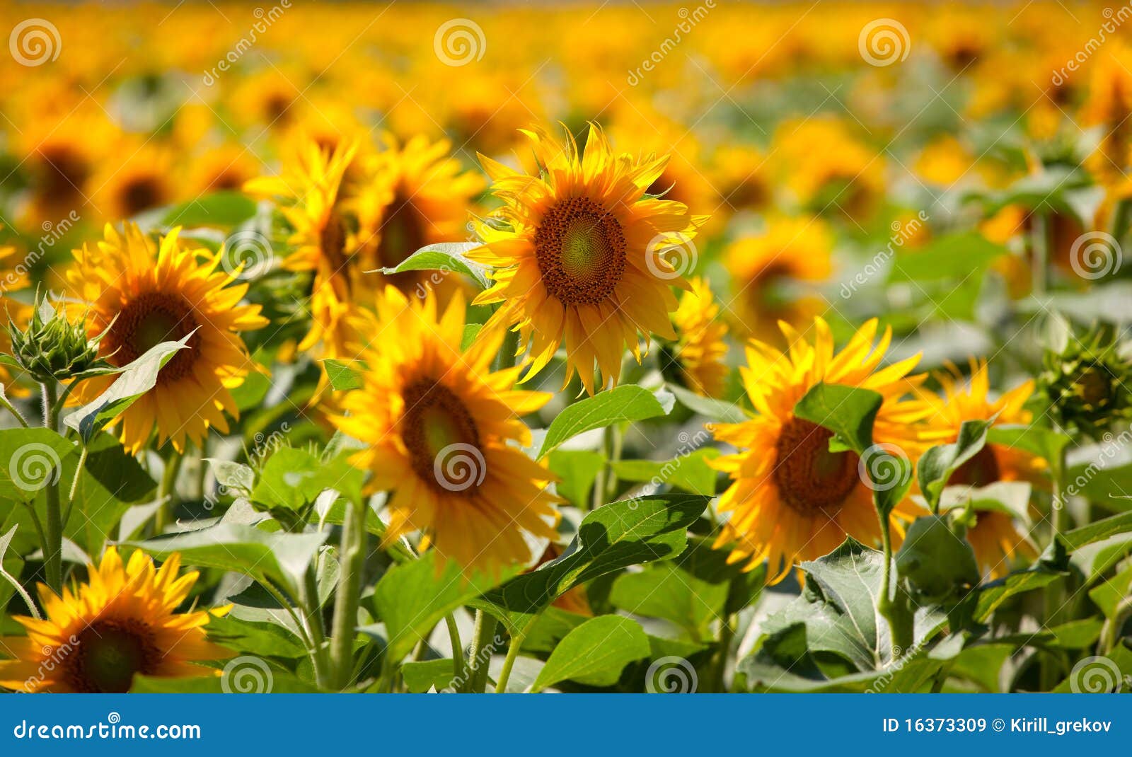 Solros fotografering för bildbyråer. Bild av blommor - 16373309