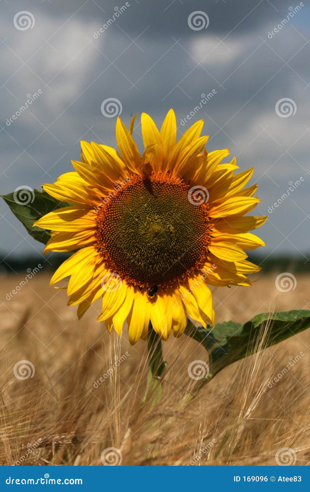 Solros arkivfoto. Bild av löv, växter, stationärt, lantligt - 169096