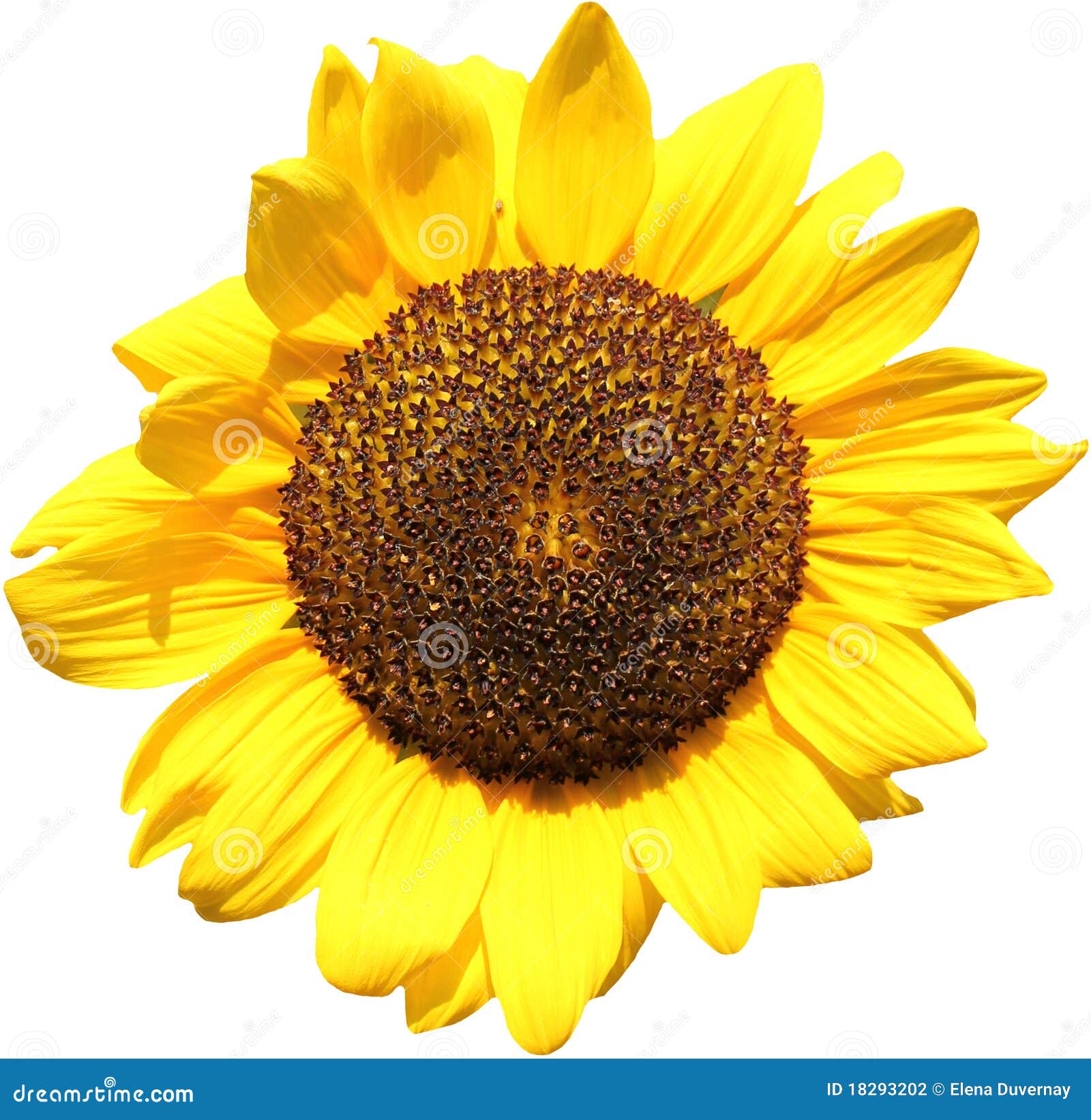 Solros arkivfoto. Bild av säsong, obesväradt, detaljerat - 18293202