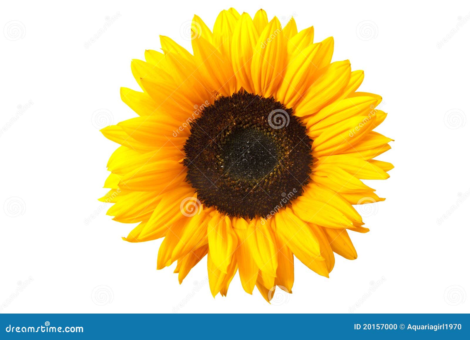 Solros arkivfoto. Bild av jordbruk, fält, bakgrund, huvud - 20157000