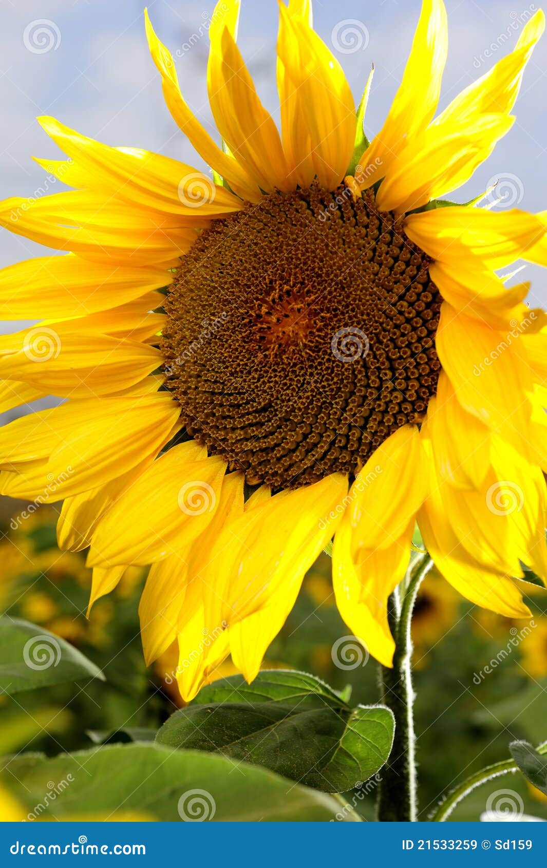 Solros fotografering för bildbyråer. Bild av grönska - 21533259