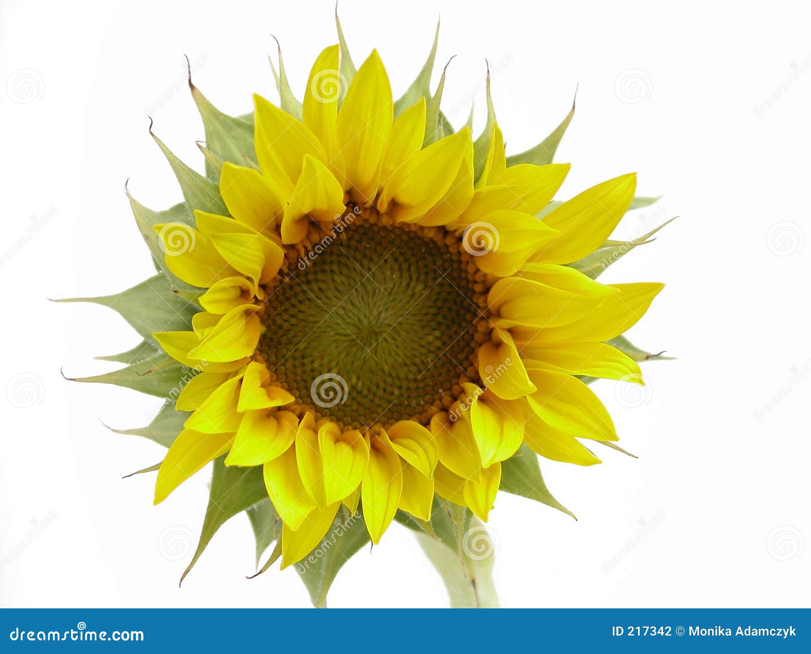 Solros arkivfoto. Bild av organiskt, blommor, detaljer - 217342