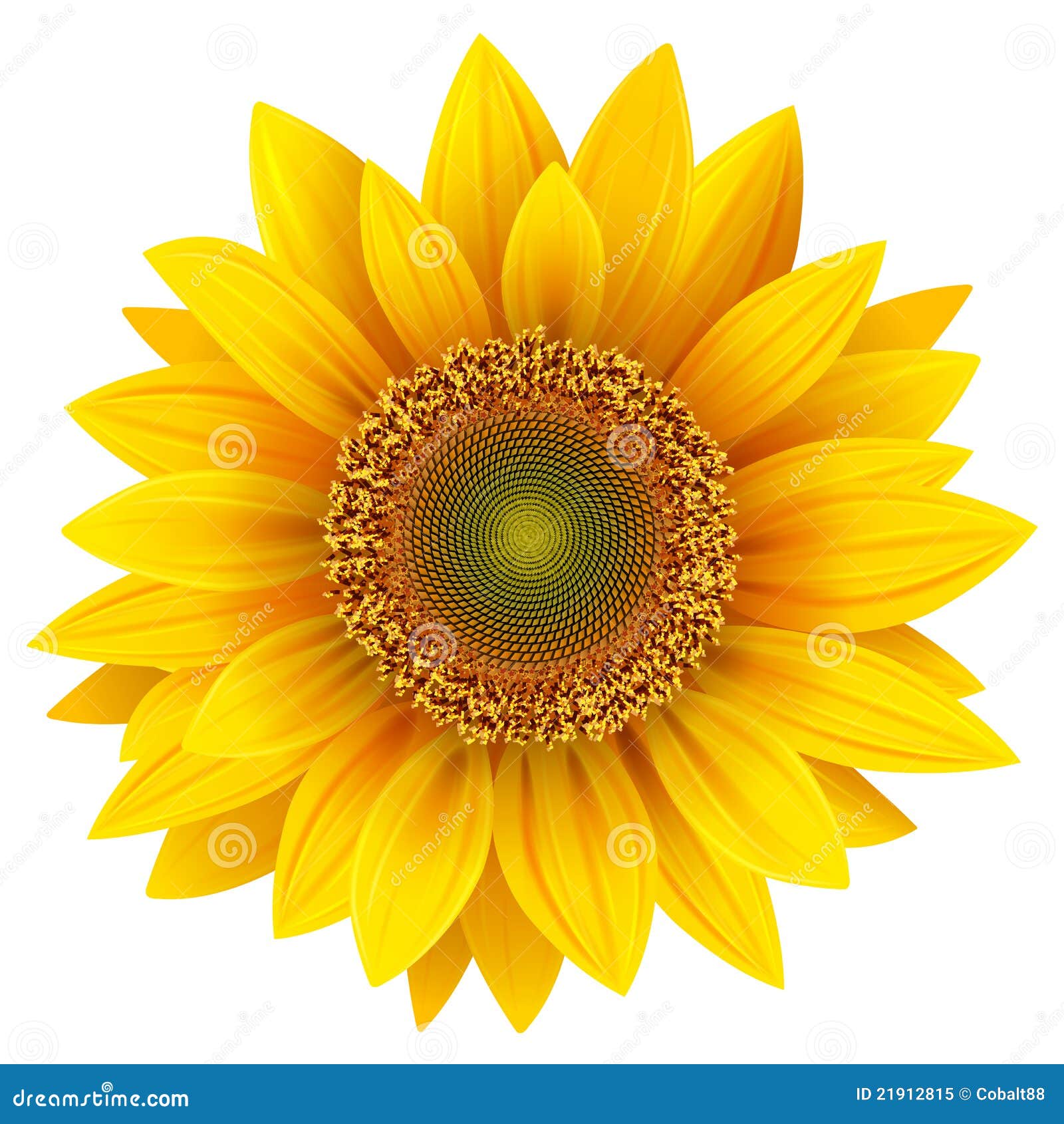 Solros vektor illustrationer. Illustration av lyckligt - 21912815