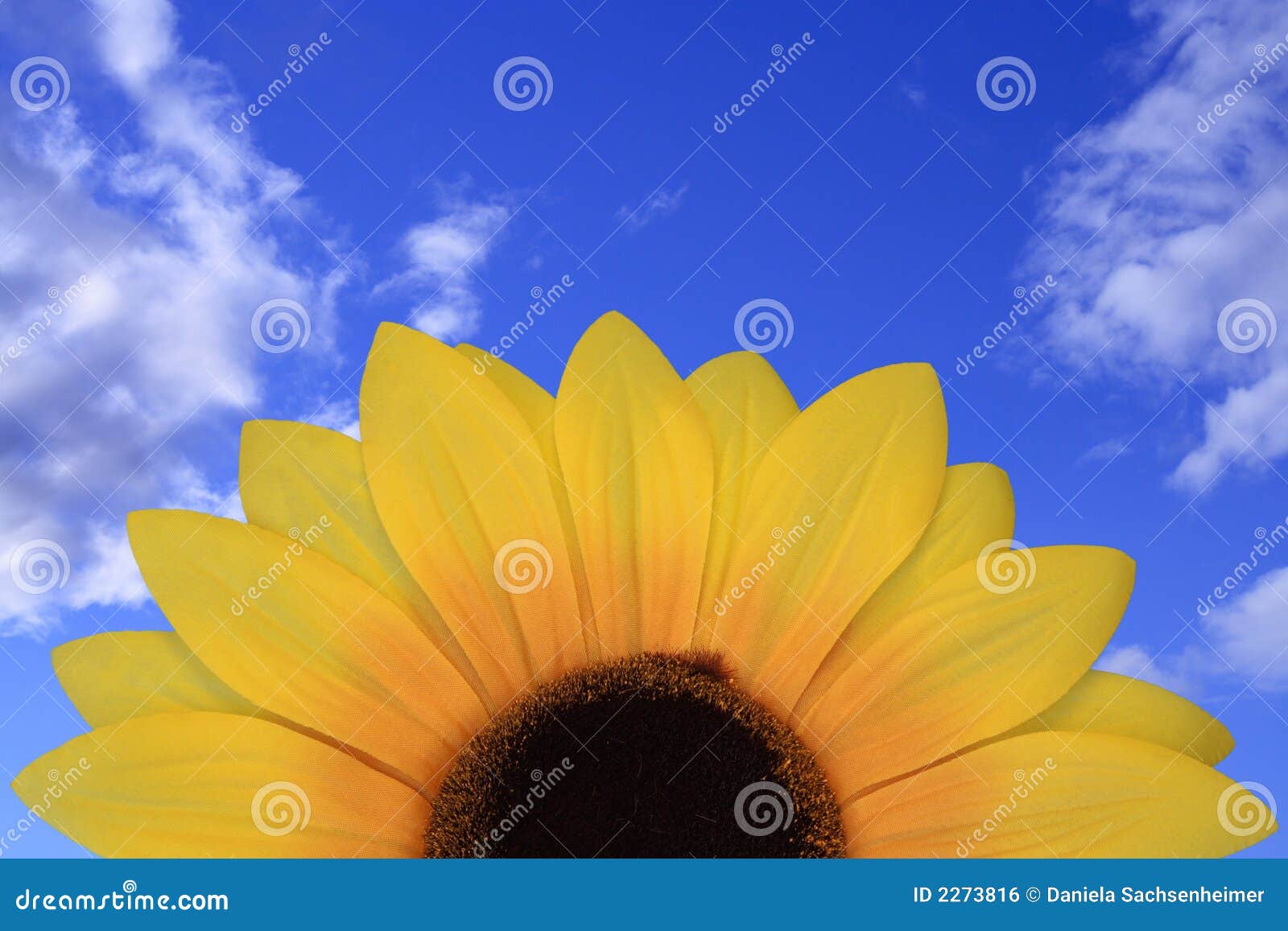 Solros arkivfoto. Bild av himmel, natur, solros, sommar - 2273816