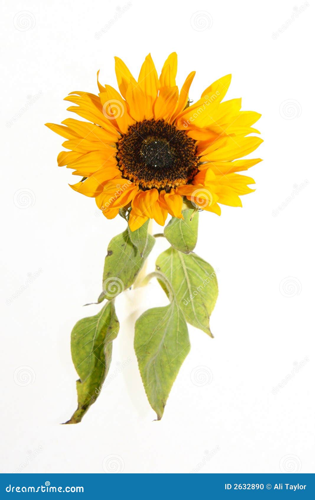 Solros Bild. Bild: 2632890