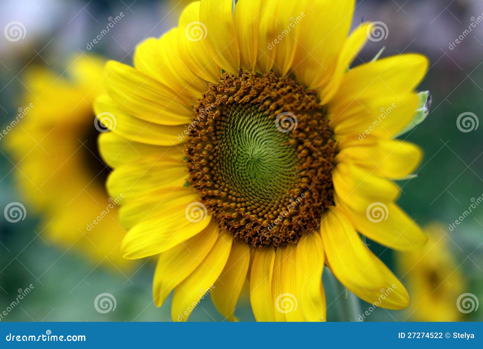 Solros arkivfoto. Bild av full, stänga, bifokal, solros - 27274522