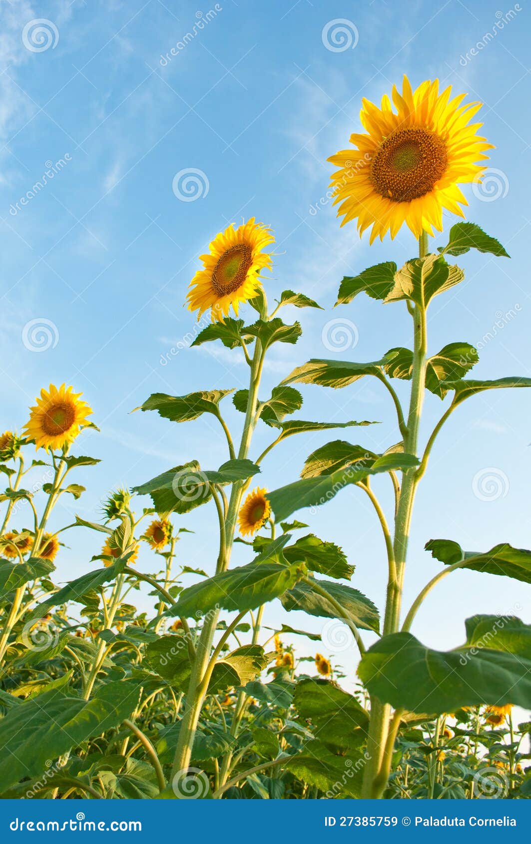 Solros fotografering för bildbyråer. Bild av hangzhou - 27385759