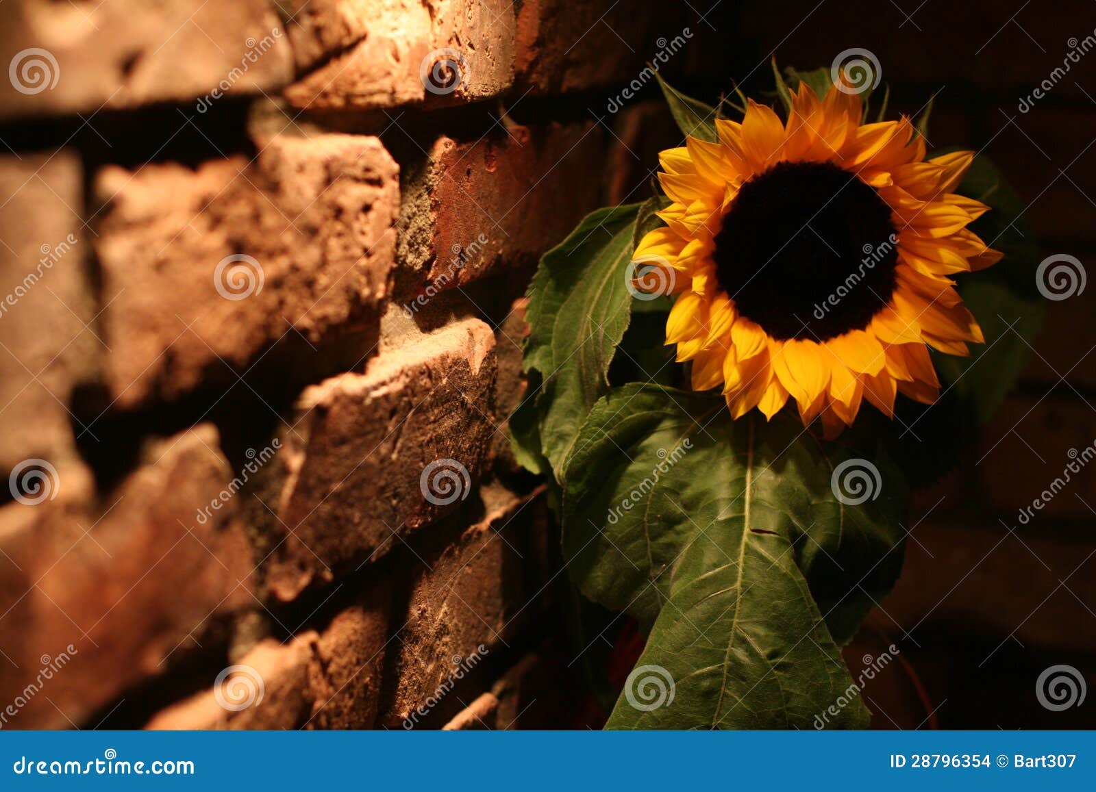Solros arkivfoto. Bild av symbol, botanisk, natur, trevlig - 28796354