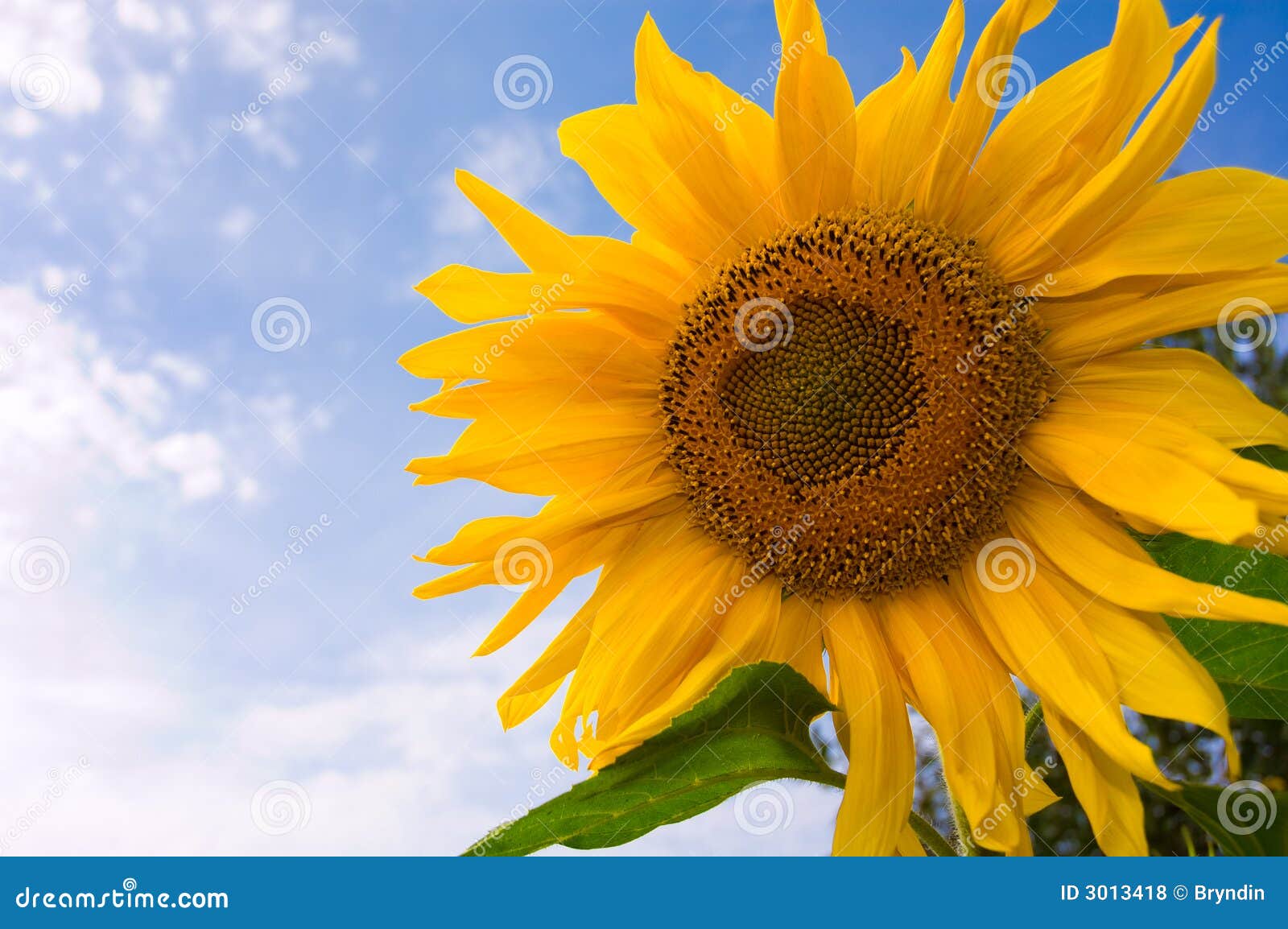 Solros arkivfoto. Bild av växt, jordbruk, brigham, honung - 3013418