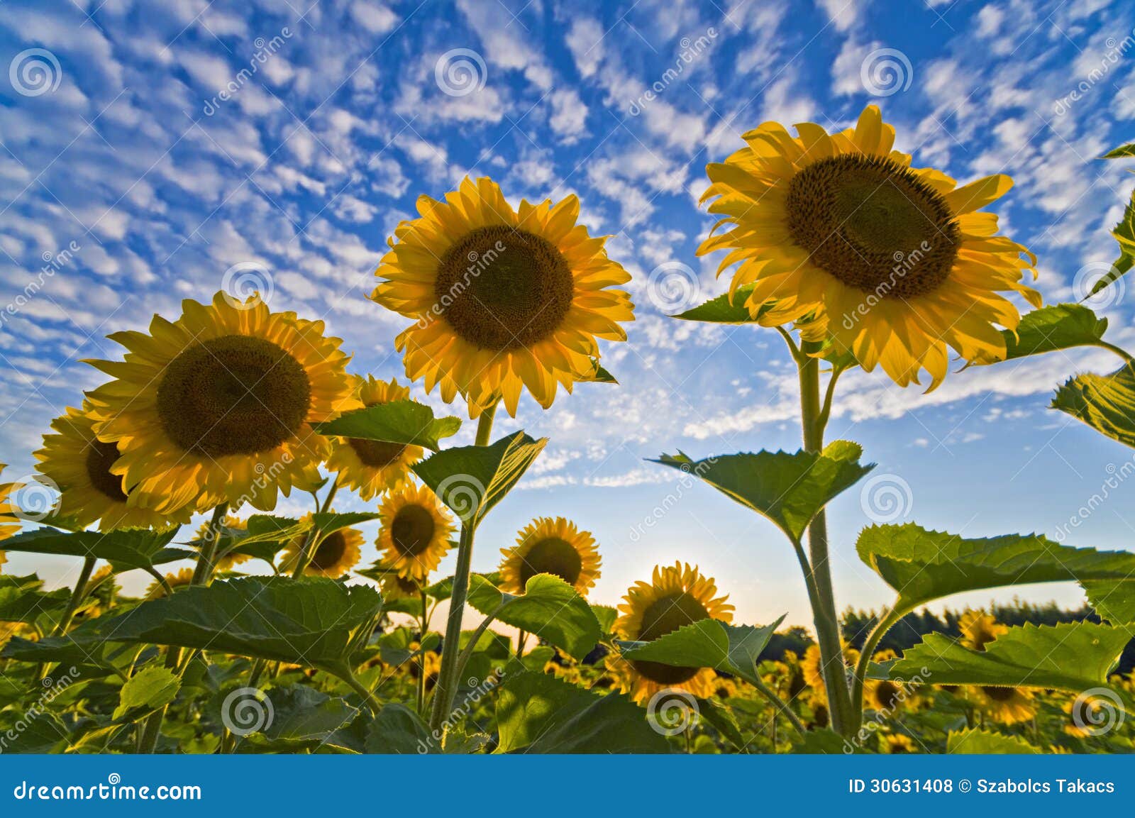 Solros arkivfoto. Bild av samhörighet, blomma, löv, jordbruk - 30631408