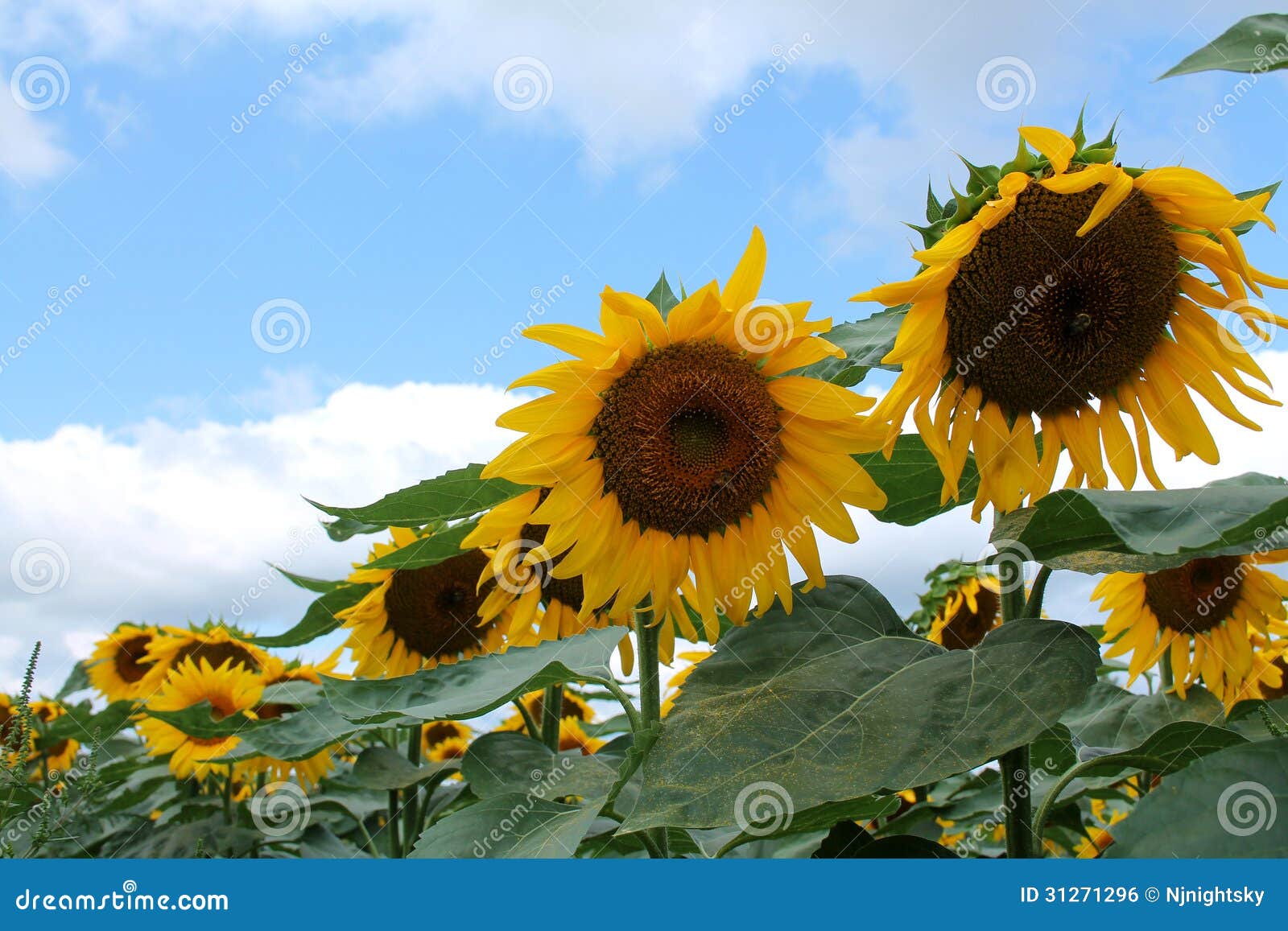 Solros arkivfoto. Bild av solros, löv, blomma, växt, petaler - 31271296
