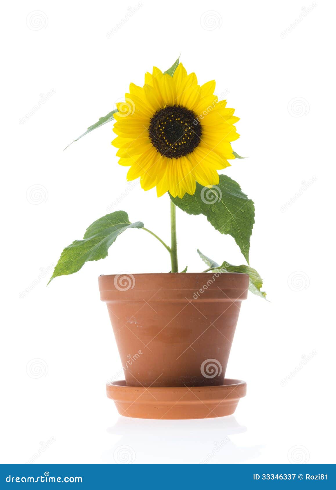 Solros fotografering för bildbyråer. Bild av sunt, över - 33346337