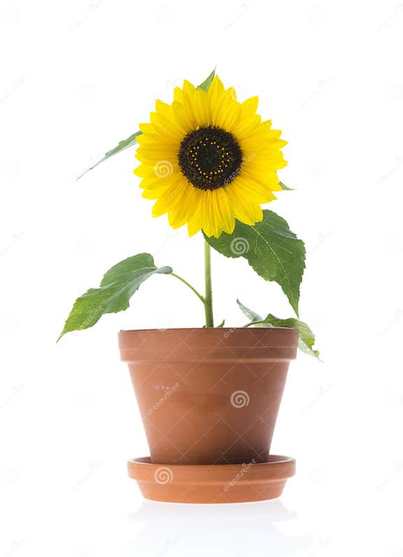 Solros fotografering för bildbyråer. Bild av sunt, över - 33346337