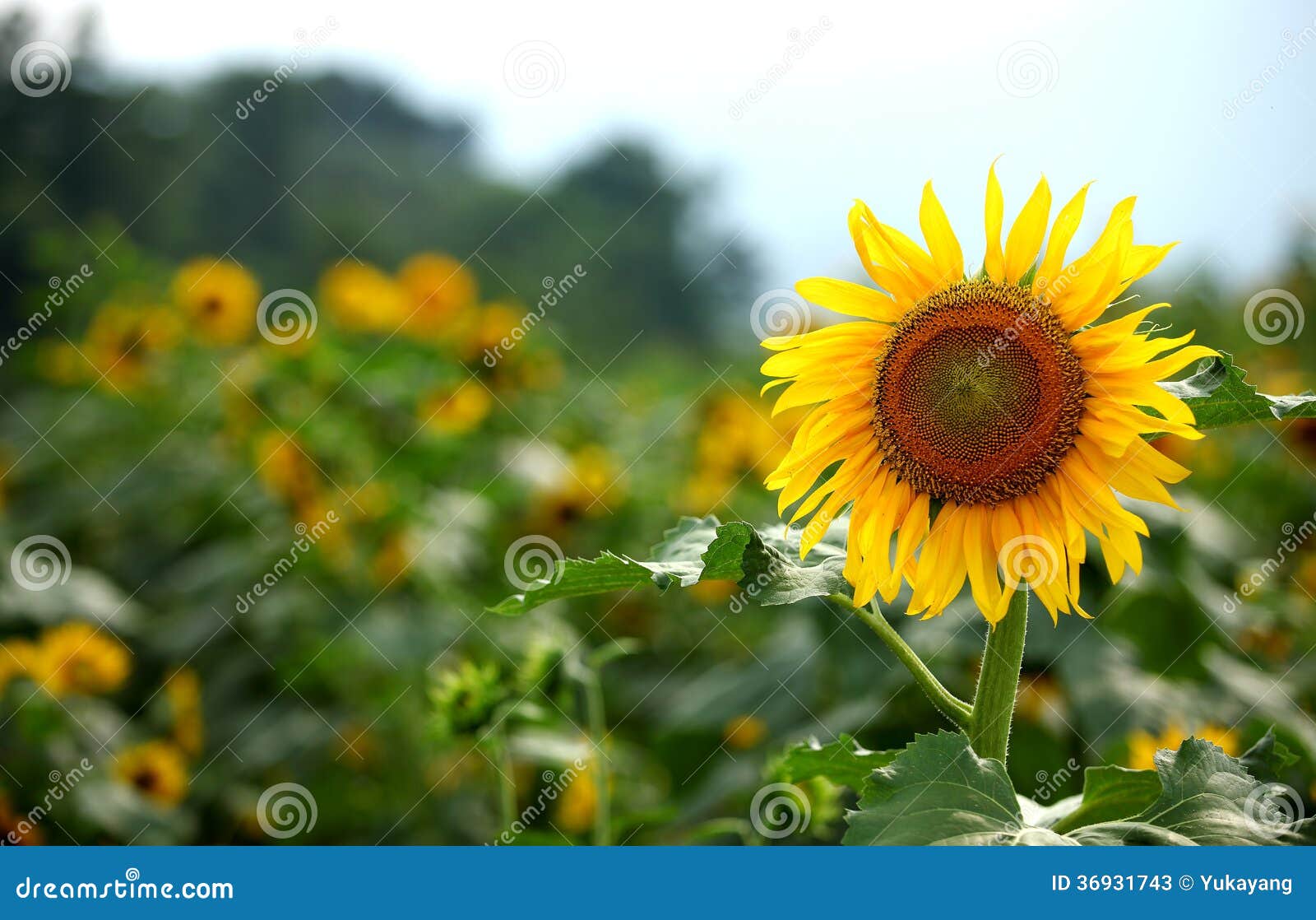 Solros fotografering för bildbyråer. Bild av solros, frö - 36931743