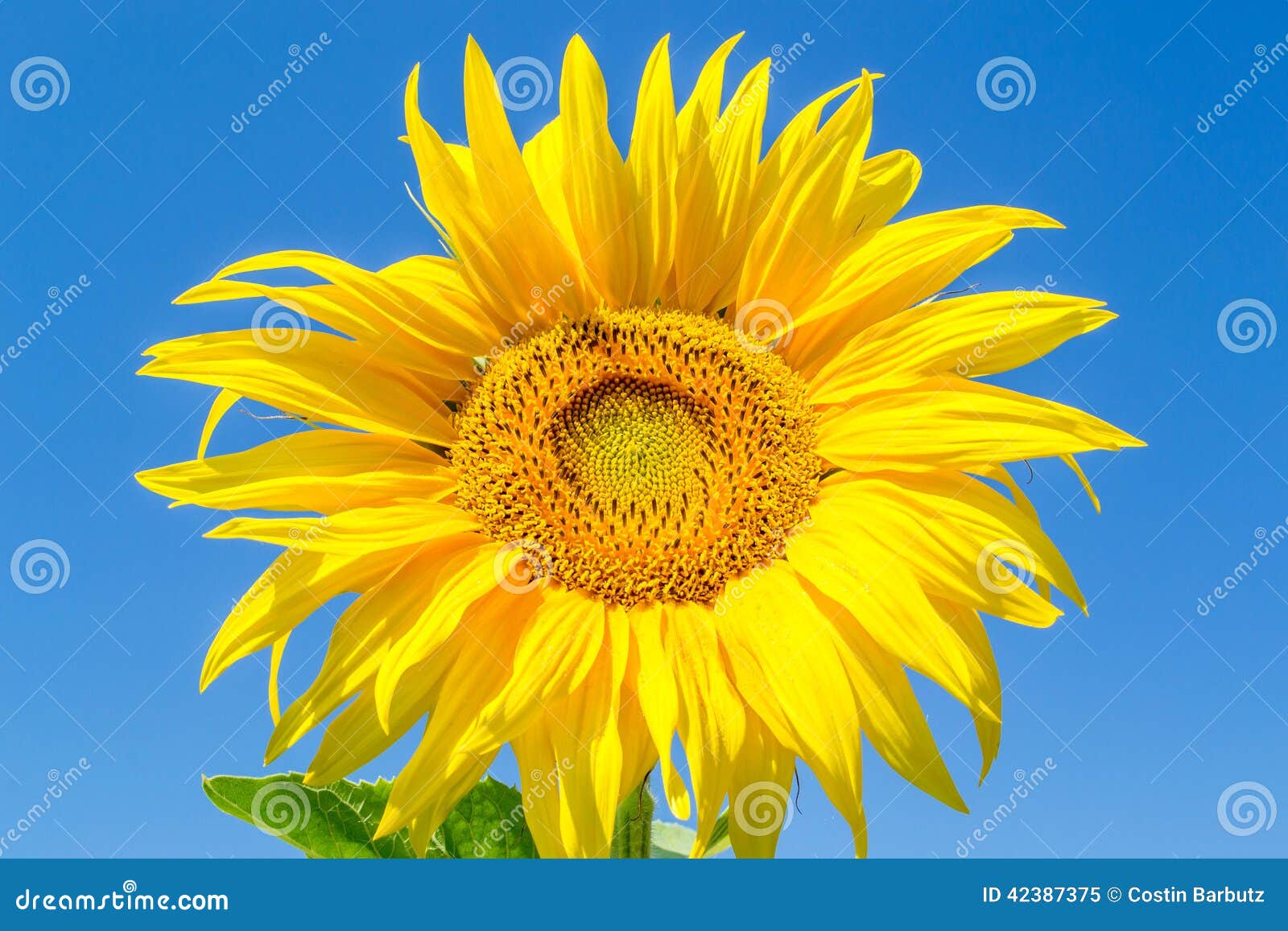 Solros fotografering för bildbyråer. Bild av himmel, natur - 42387375