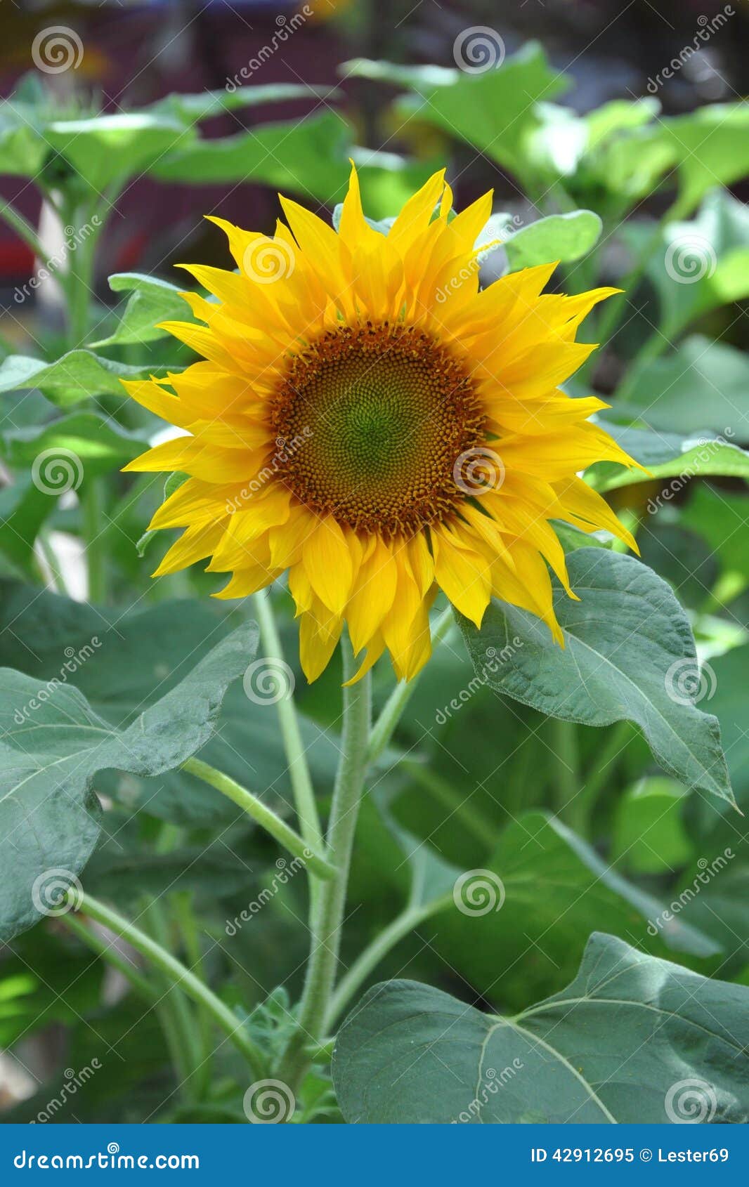 Solros fotografering för bildbyråer. Bild av dekorativt - 42912695