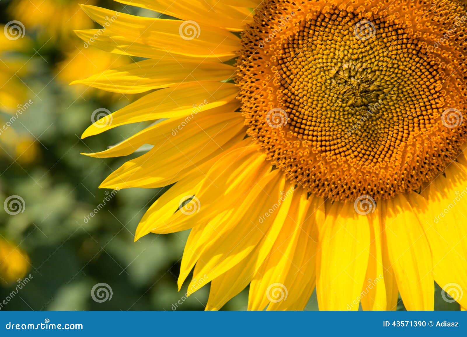 Solros arkivfoto. Bild av fält, blomma, solros, brigham - 43571390