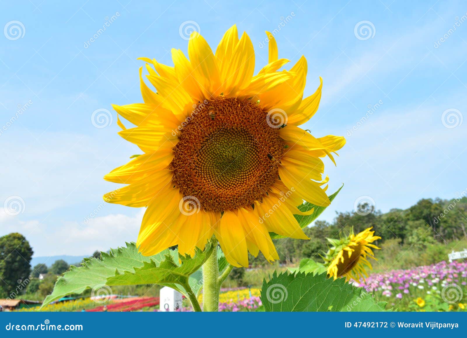 Solros arkivfoto. Bild av liggande, parkera, aromatics - 47492172