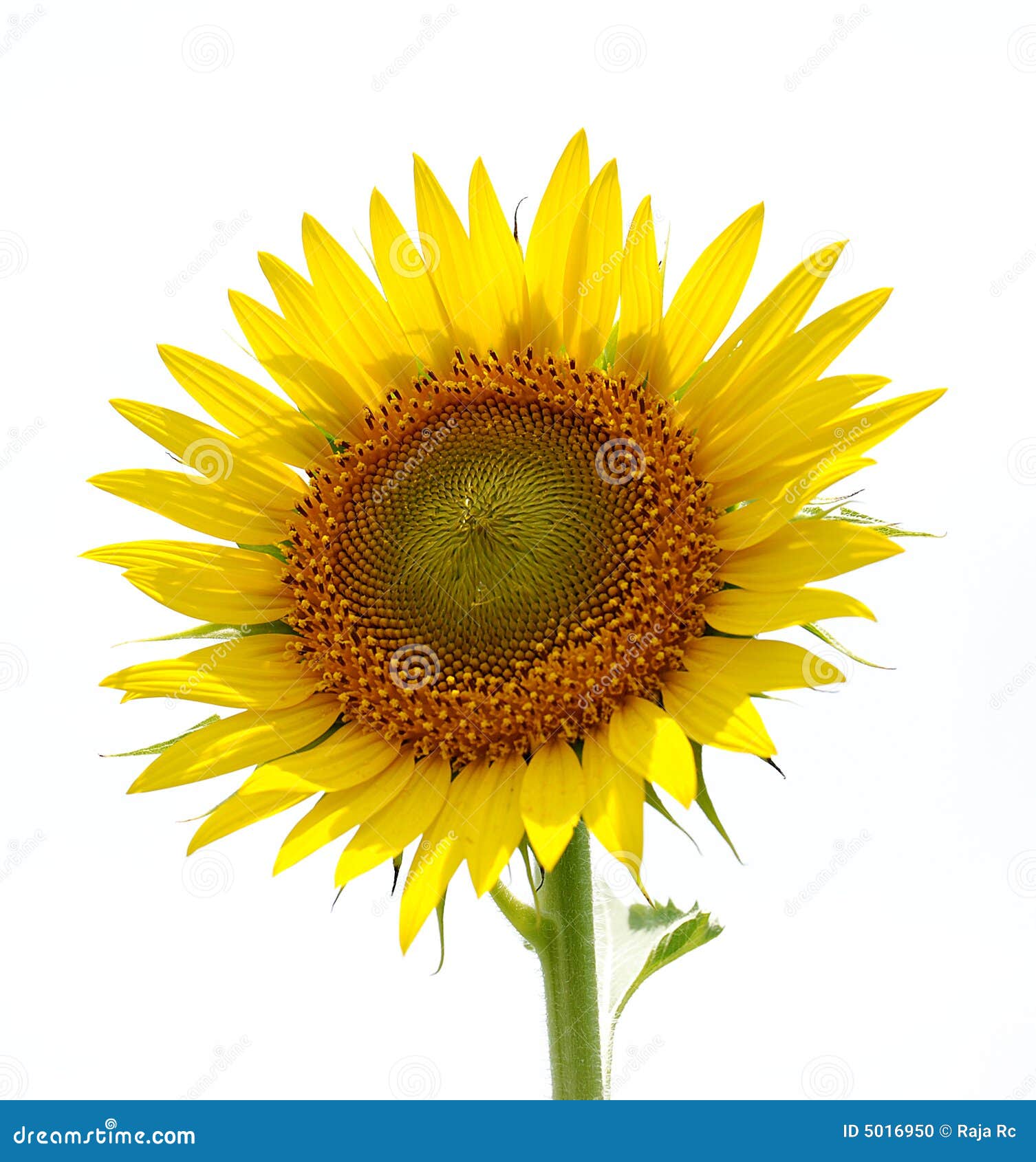 Solros arkivfoto. Bild av ekologi, miljö, säsonger, fält - 5016950