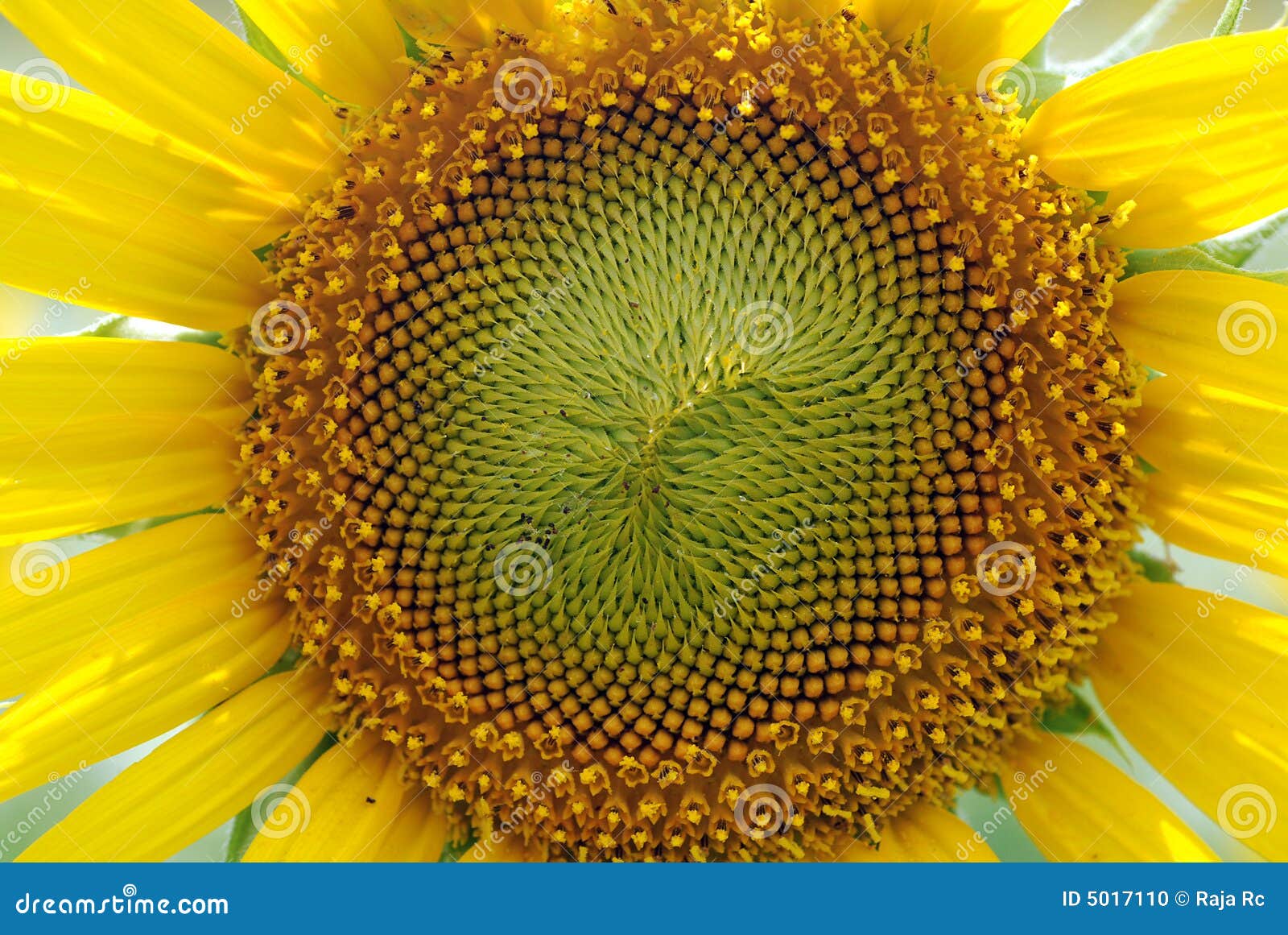 Solros arkivfoto. Bild av sommar, oklarheter, solljus - 5017110