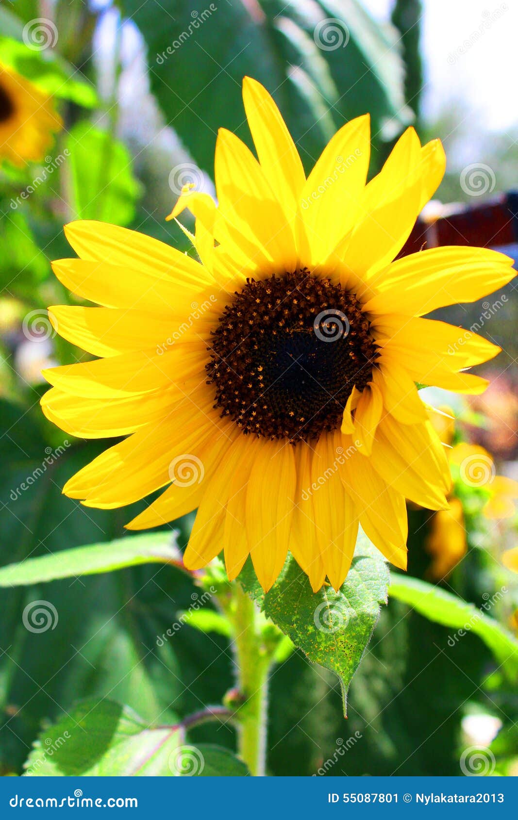 Solros fotografering för bildbyråer. Bild av regioner - 55087801