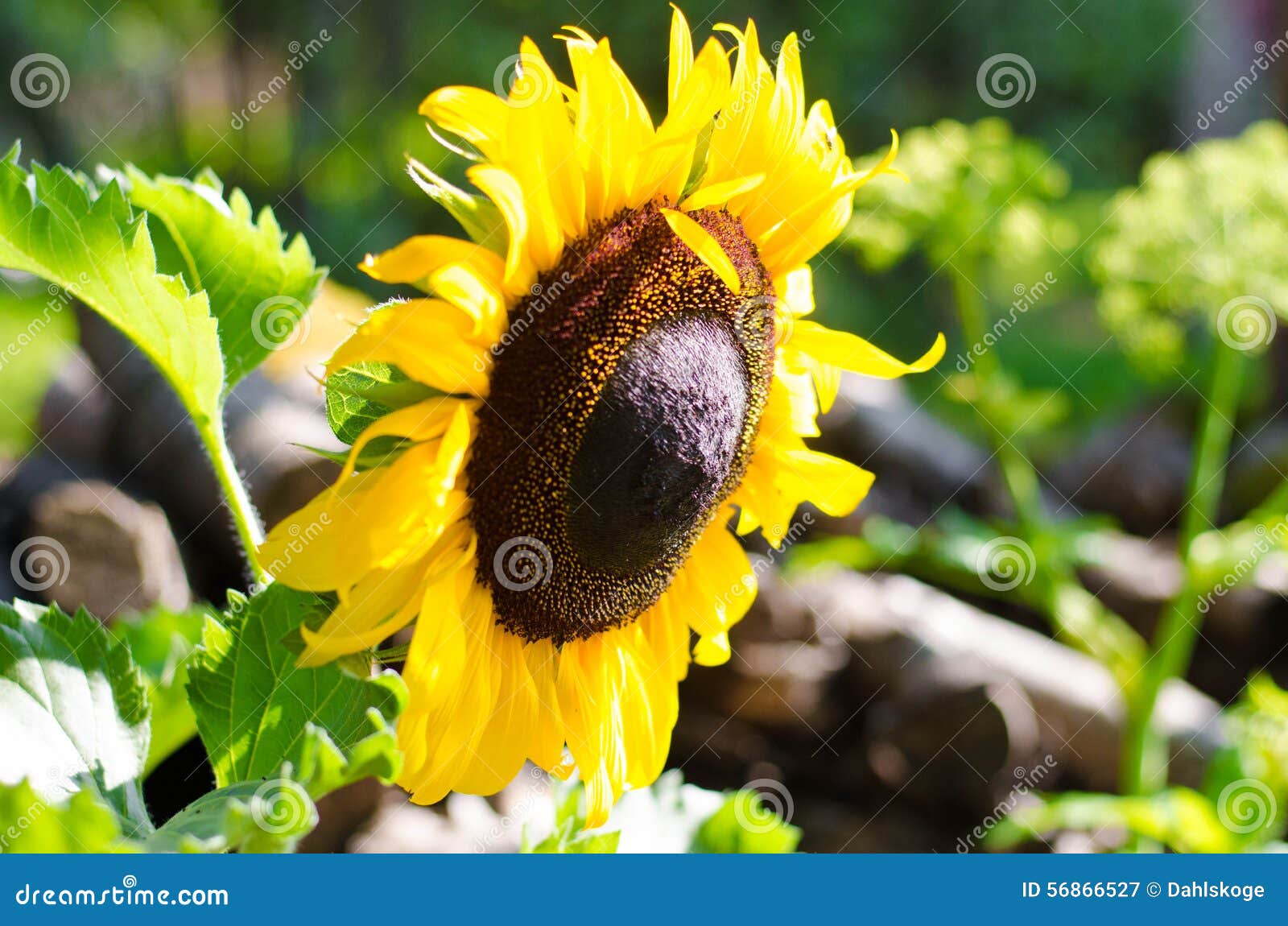 Solros fotografering för bildbyråer. Bild av lampa, sommar - 56866527