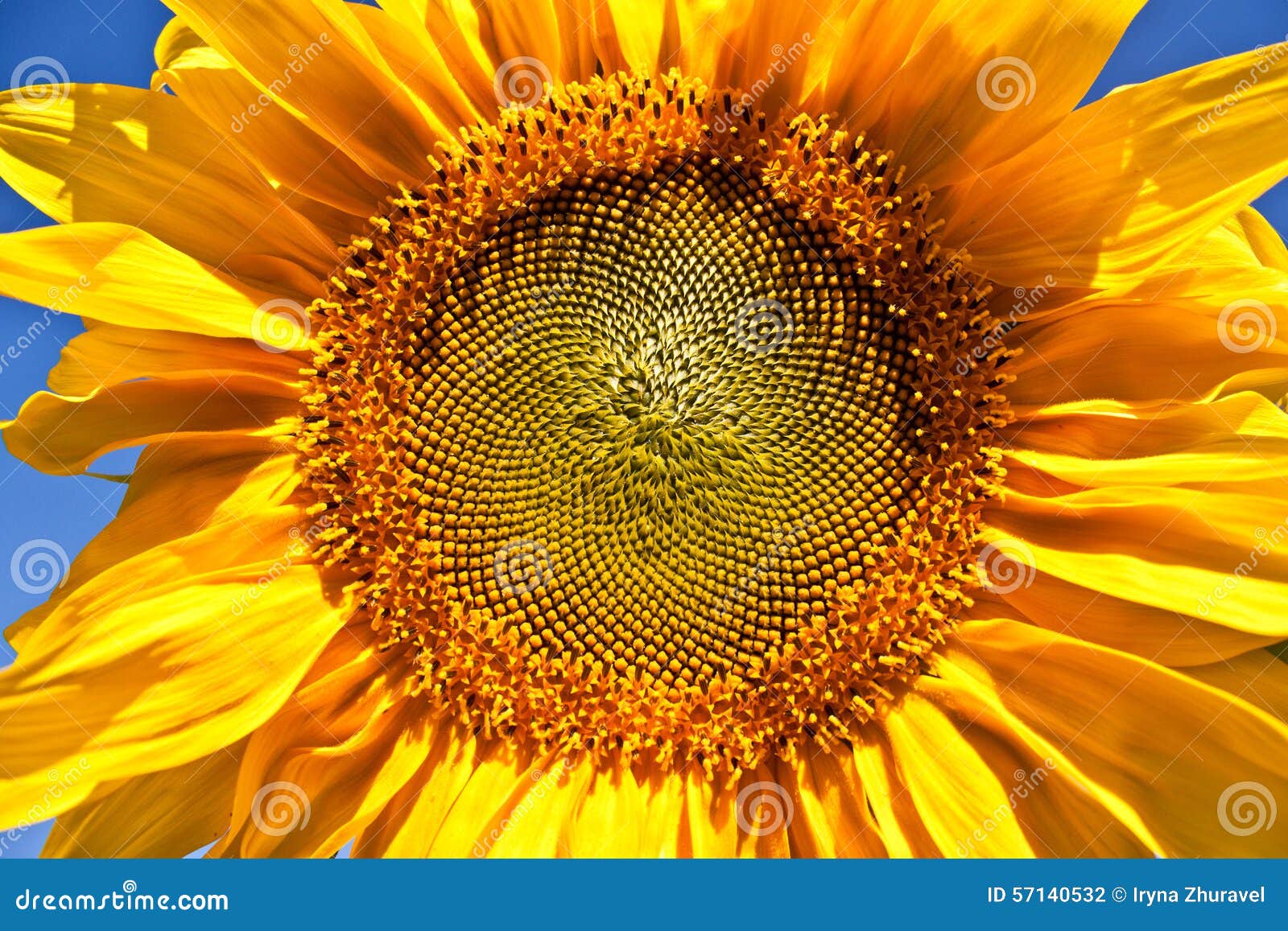 Solros arkivfoto. Bild av färg, blommor, nytt, livstid - 57140532