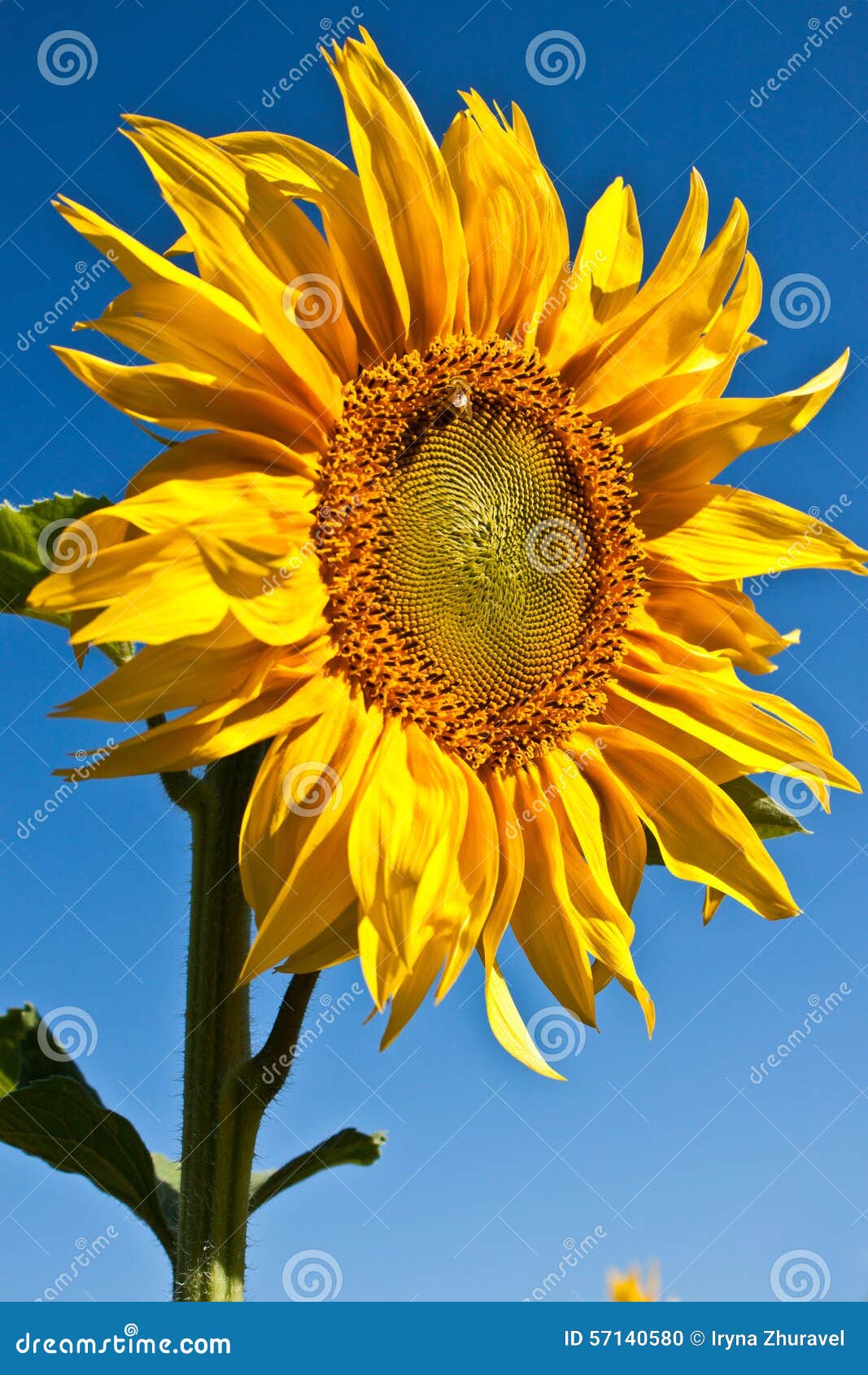 Solros arkivfoto. Bild av stänga, färg, makro, objekt - 57140580