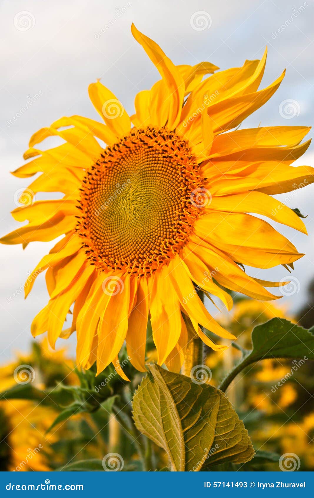 Solros fotografering för bildbyråer. Bild av bakgrund - 57141493