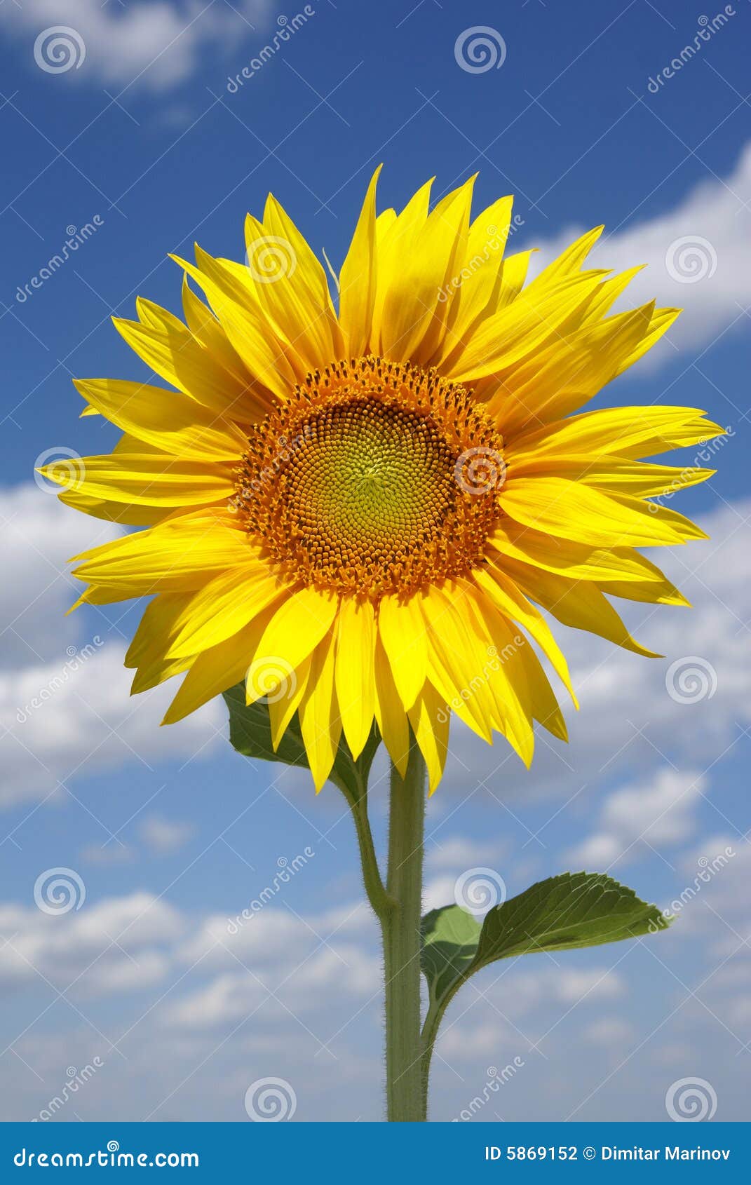 Solros arkivfoto. Bild av solros, blomma, oklarheter, himmel - 5869152