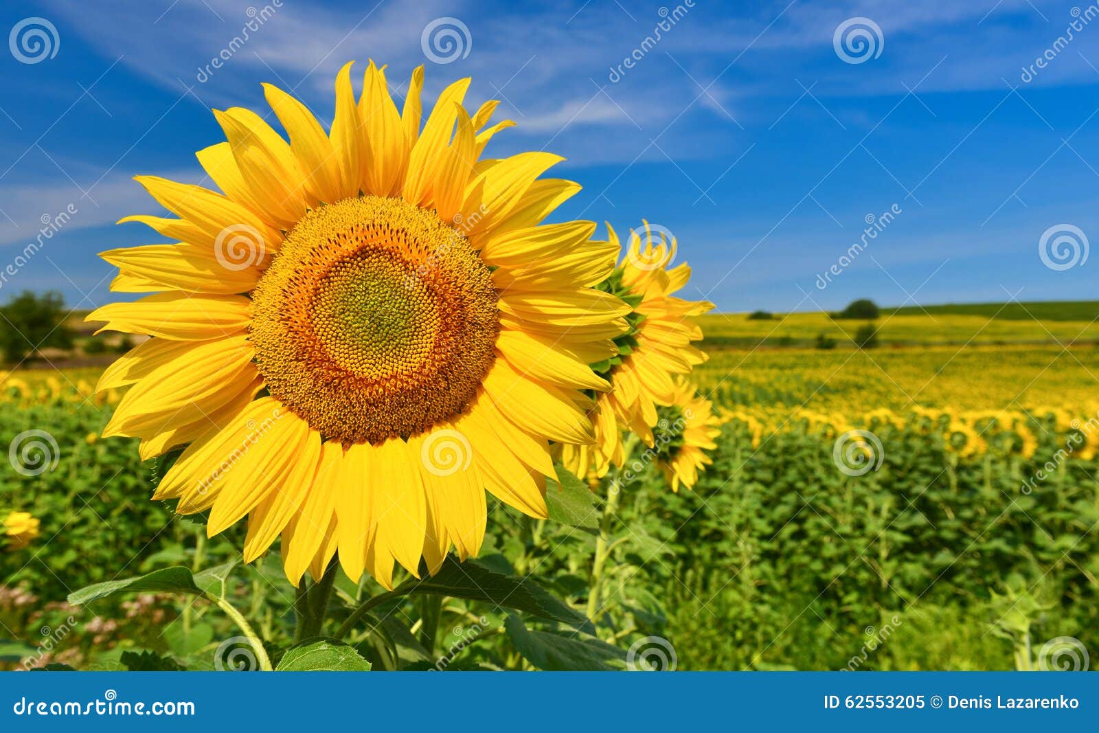 Solros fotografering för bildbyråer. Bild av lantligt - 62553205