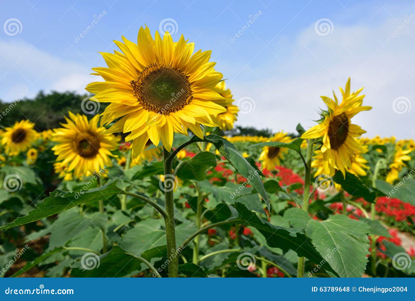 Solros arkivfoto. Bild av utsäde, inflorescens, blomma - 63789648